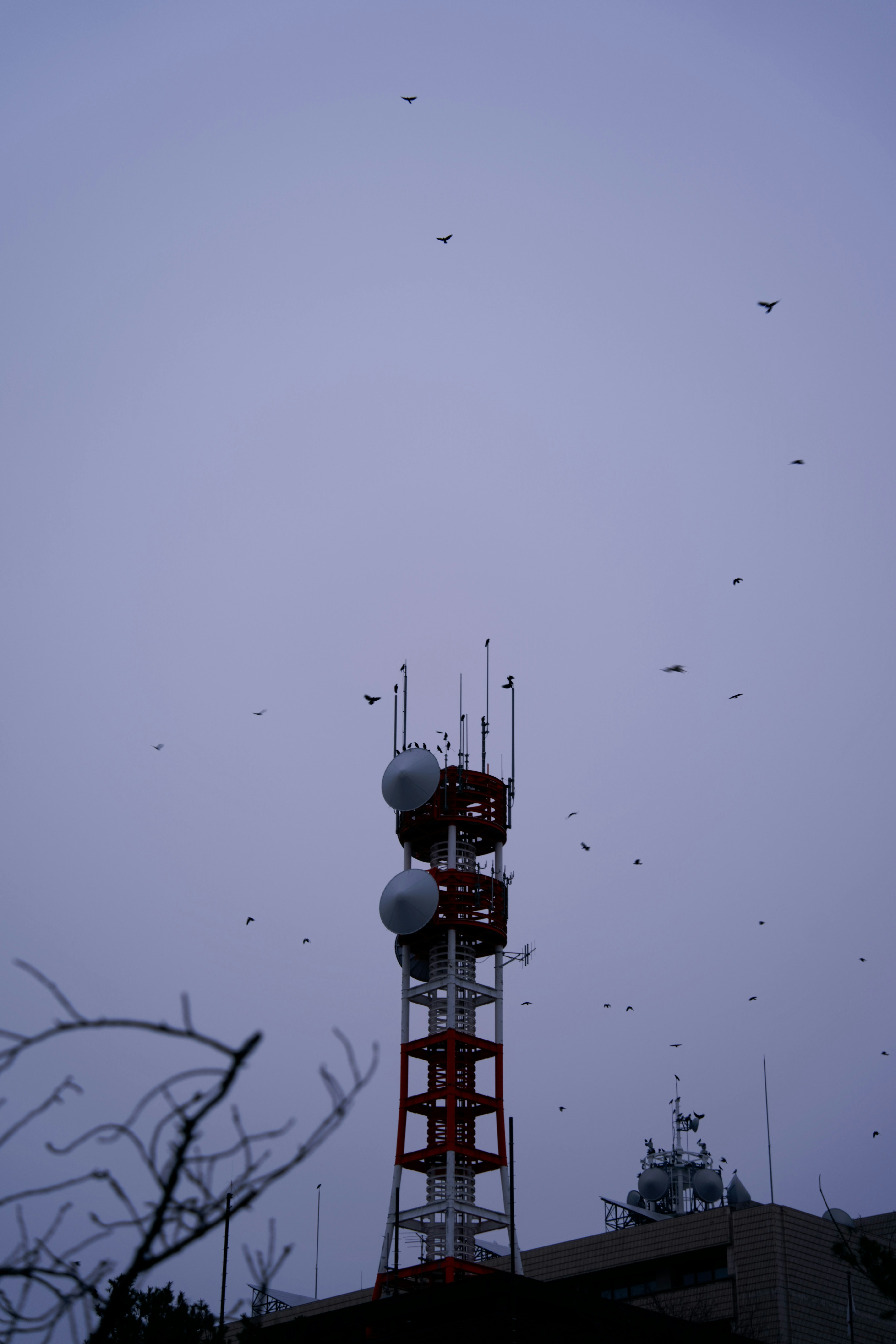 Radio Mast at Dusk: A Sky Full of Birds Above Antennas
