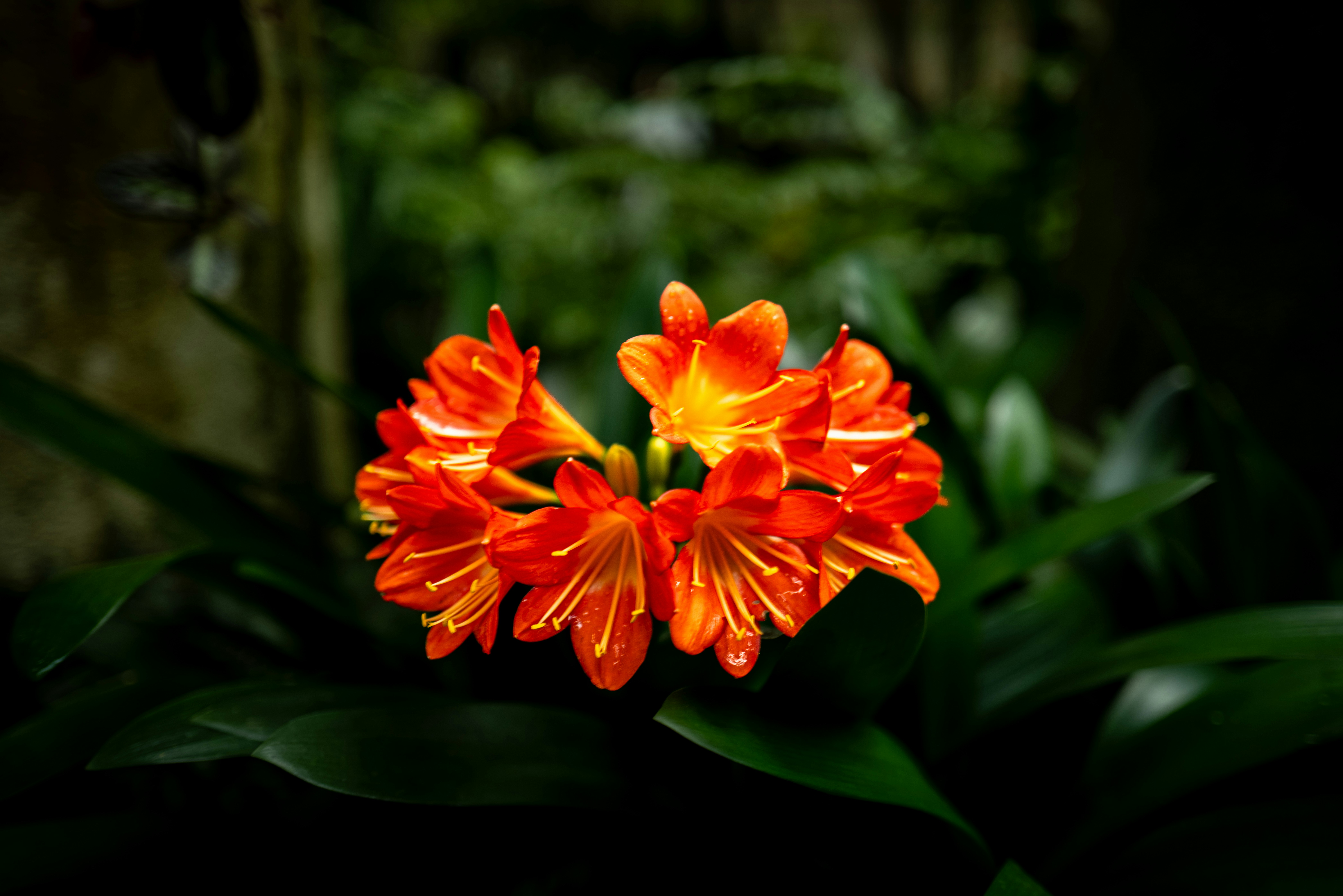Vibrant Coral Bloom Anchored by Deep Green Foliage