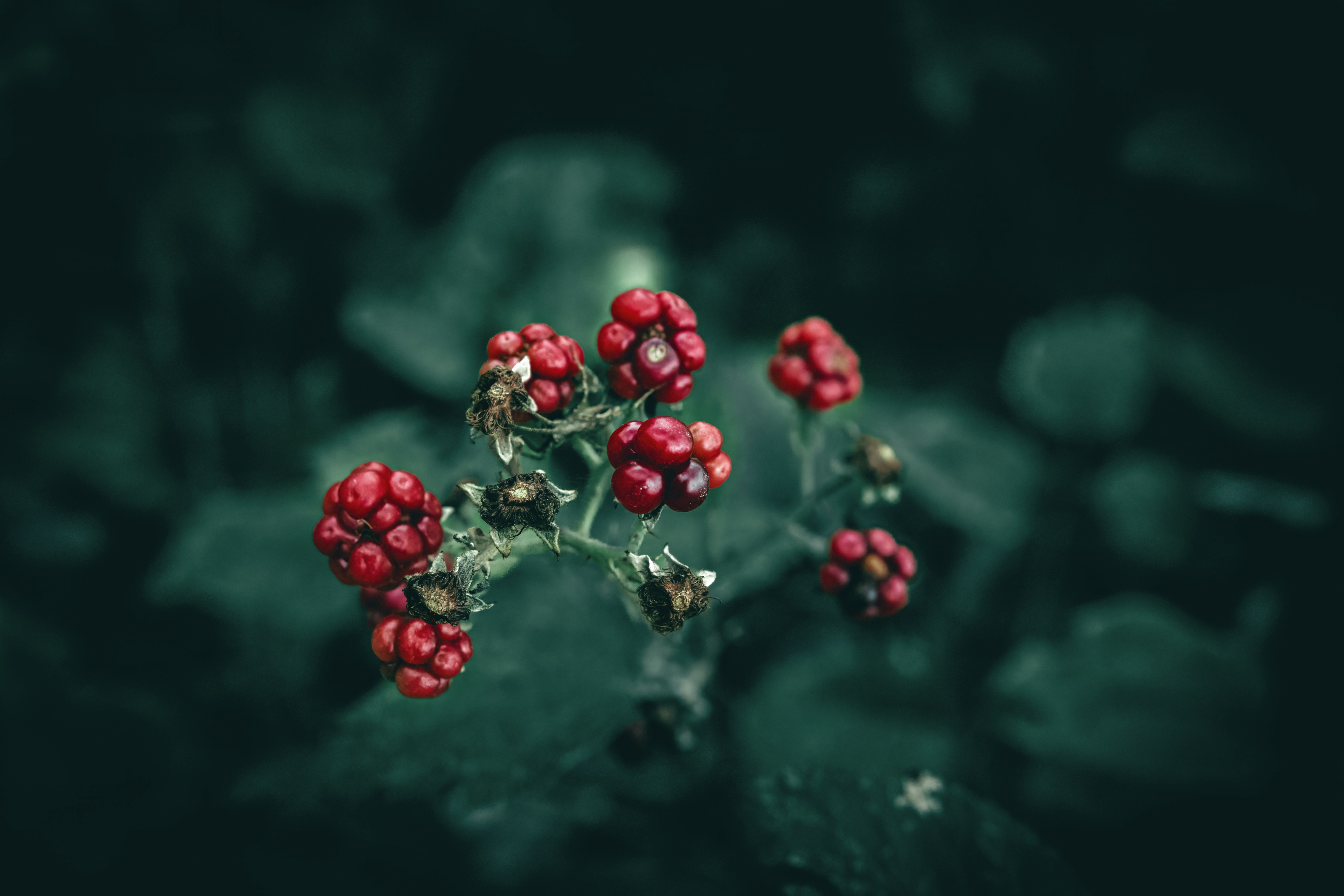 Crimson Berries in a Velvet Green