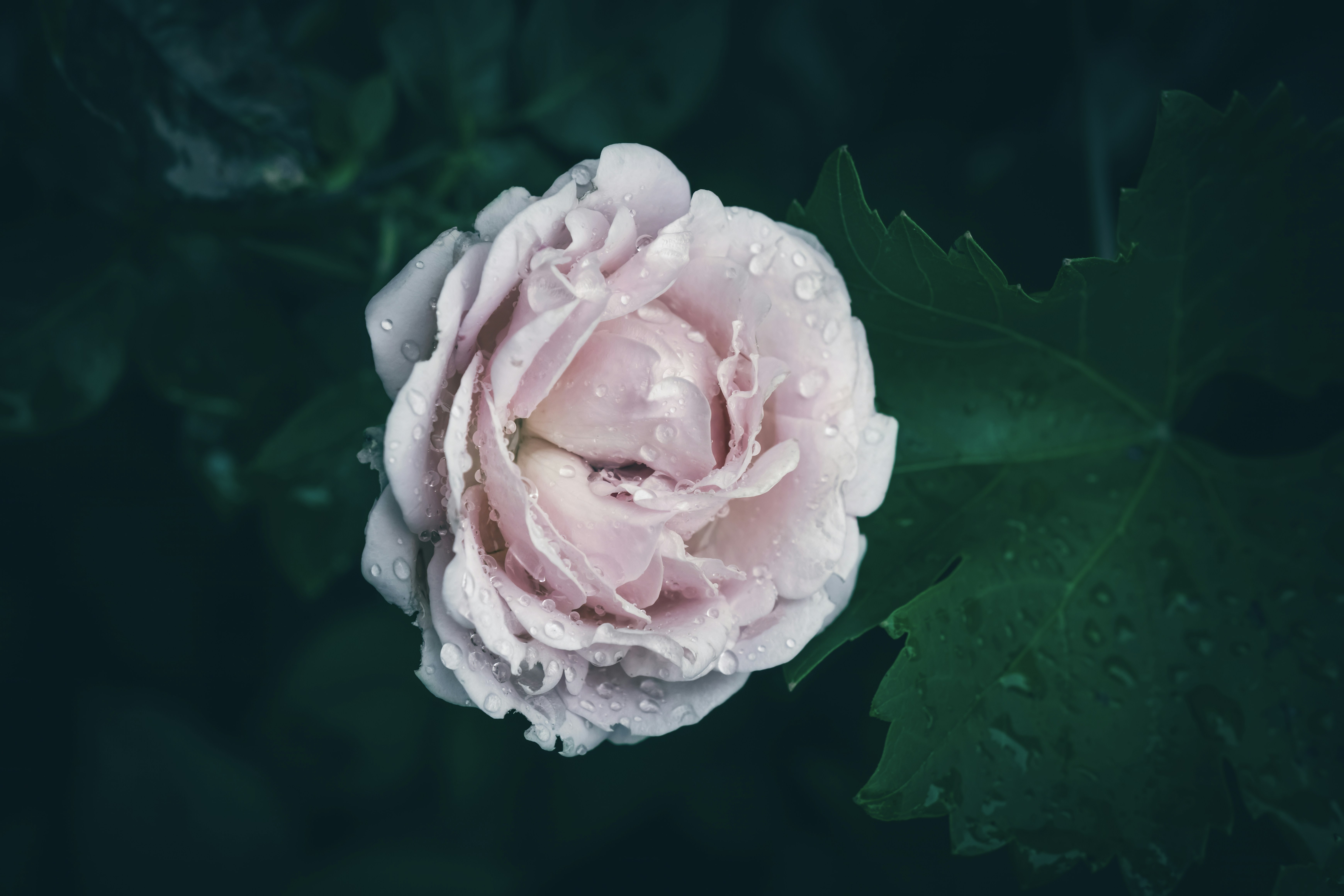 Soft Pink Rose in Deep Green Backdrop