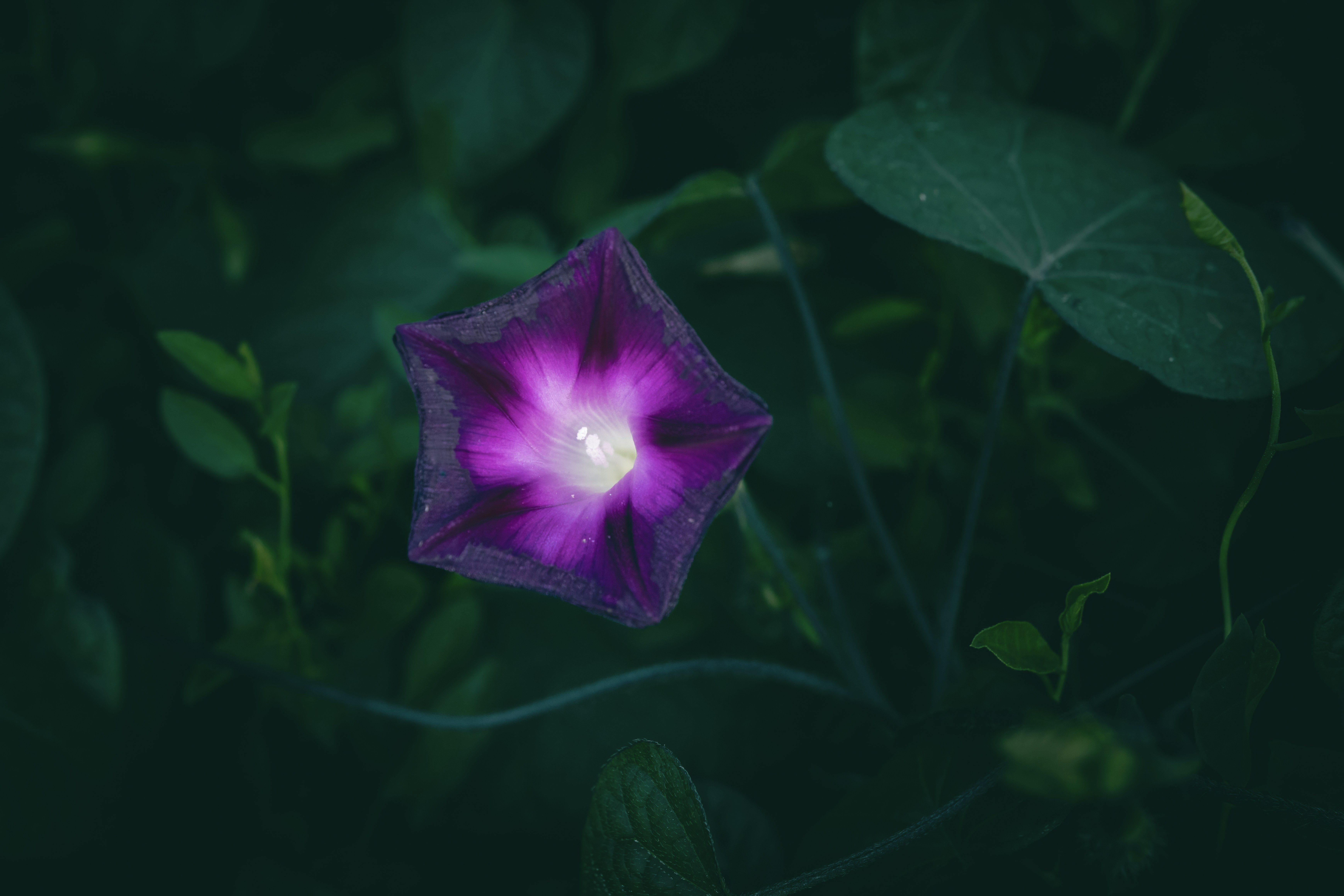 Crimson Morning Bloom: A Neon Violet Morning Glory Amid Dark Greens