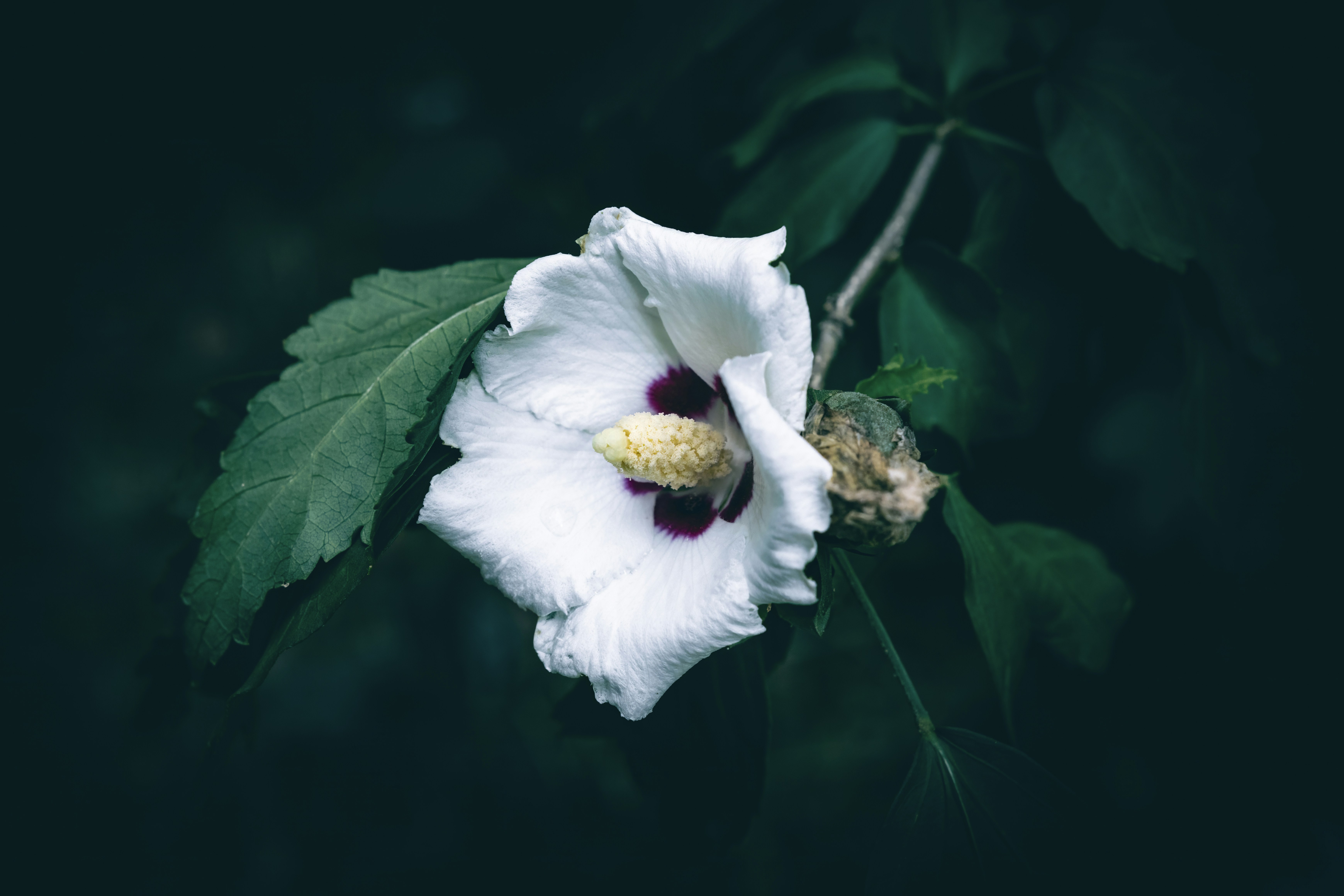 Whispering White Bloom Against Deep Moonlit Green