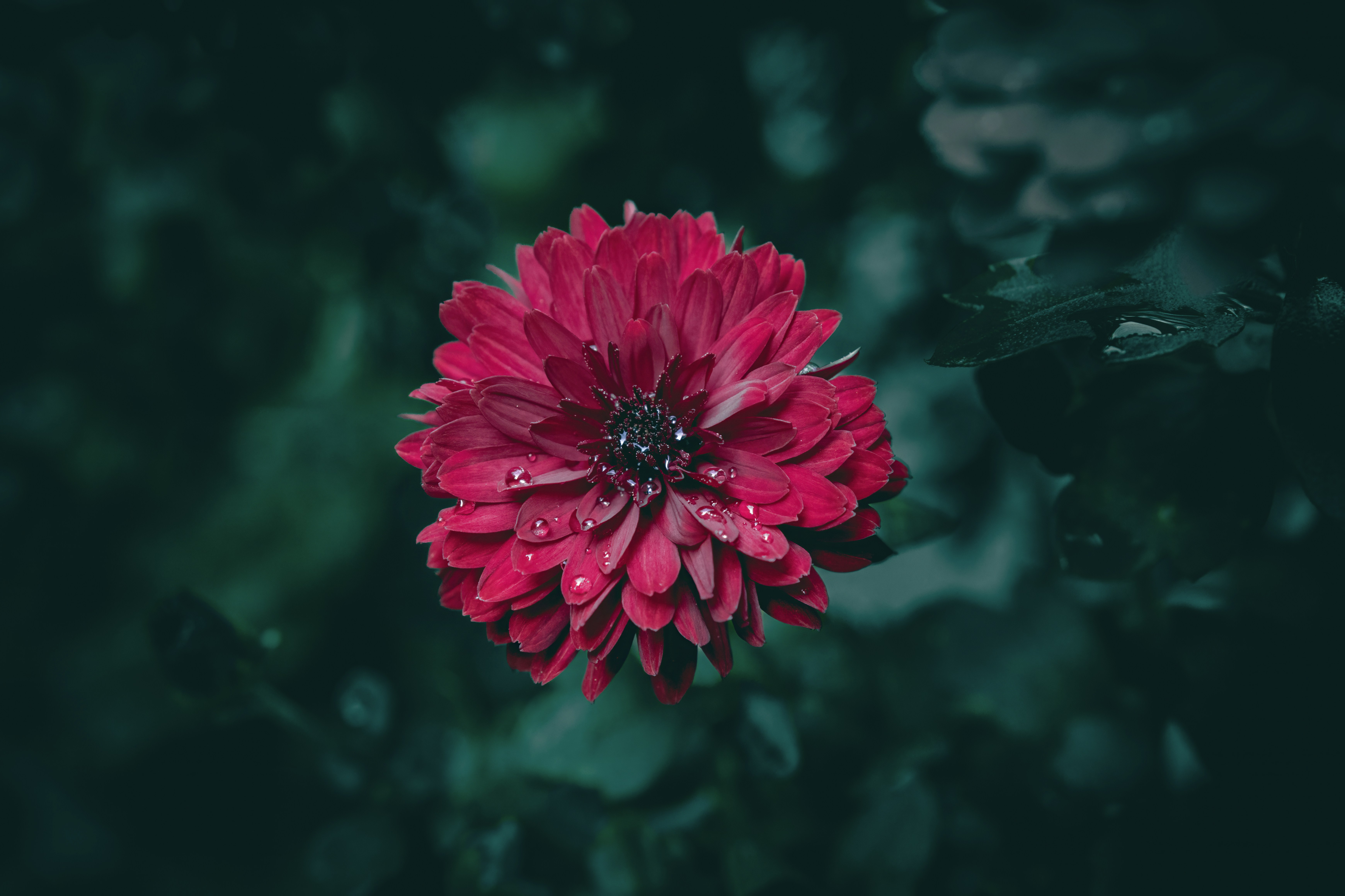 Crimson Bloom in Noir-green Backdrop