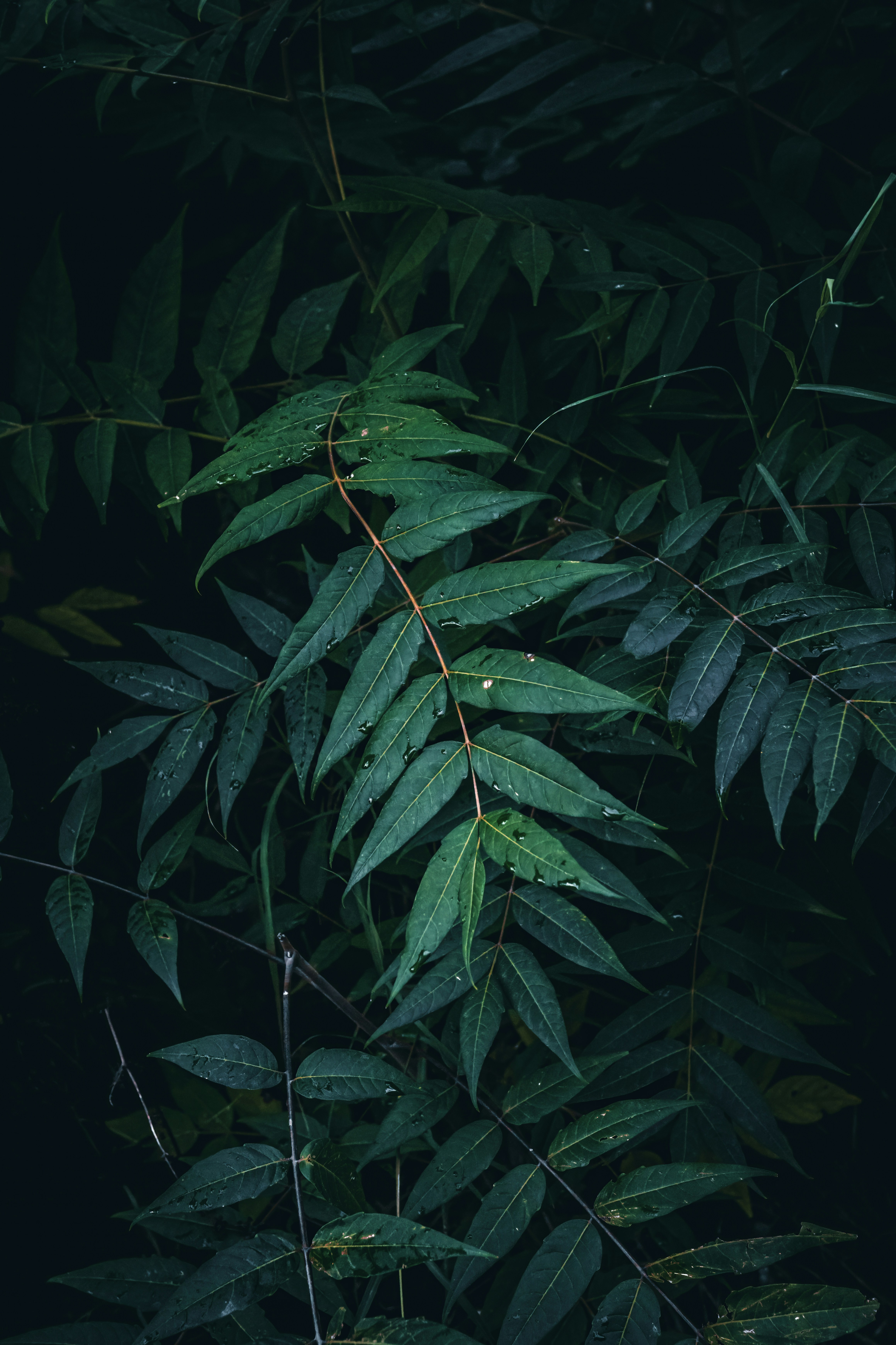 Midnight Grove: Tangled Ferns on a Shadowed Wall