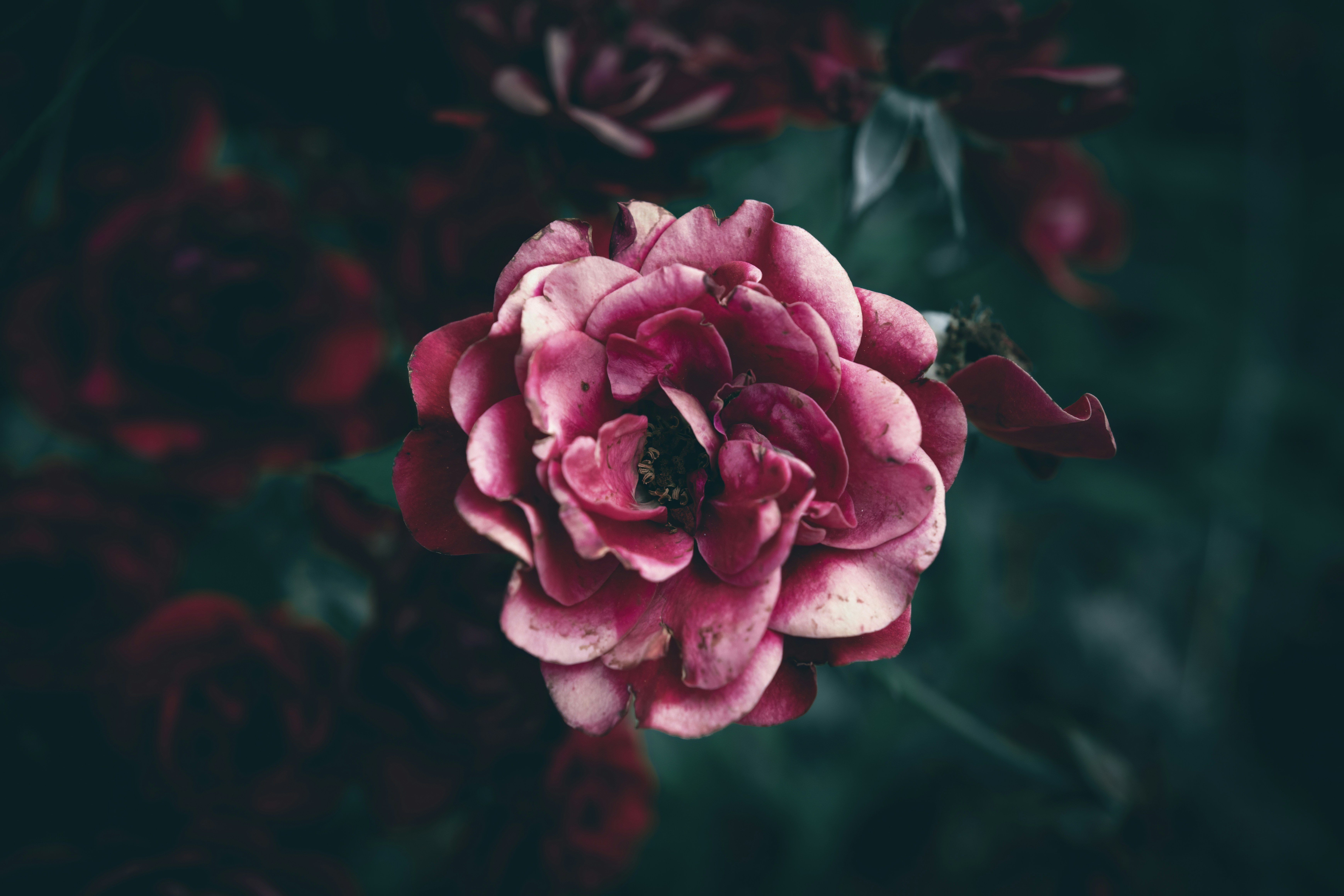 Deep Pink Rose in Moonlit Garden