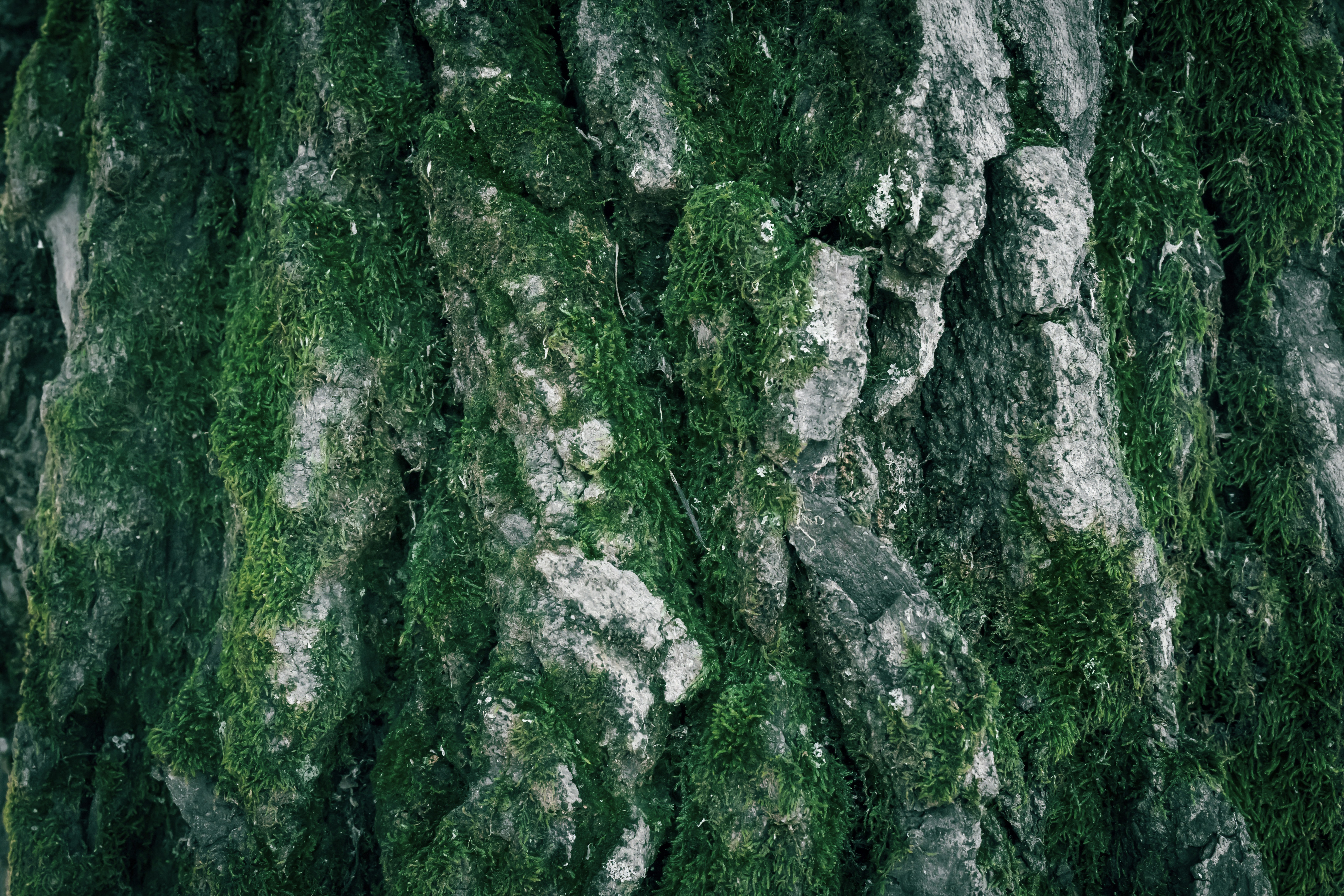 Moss-Carved Texture: A Vertical Trunk Reveals Verdant Veins