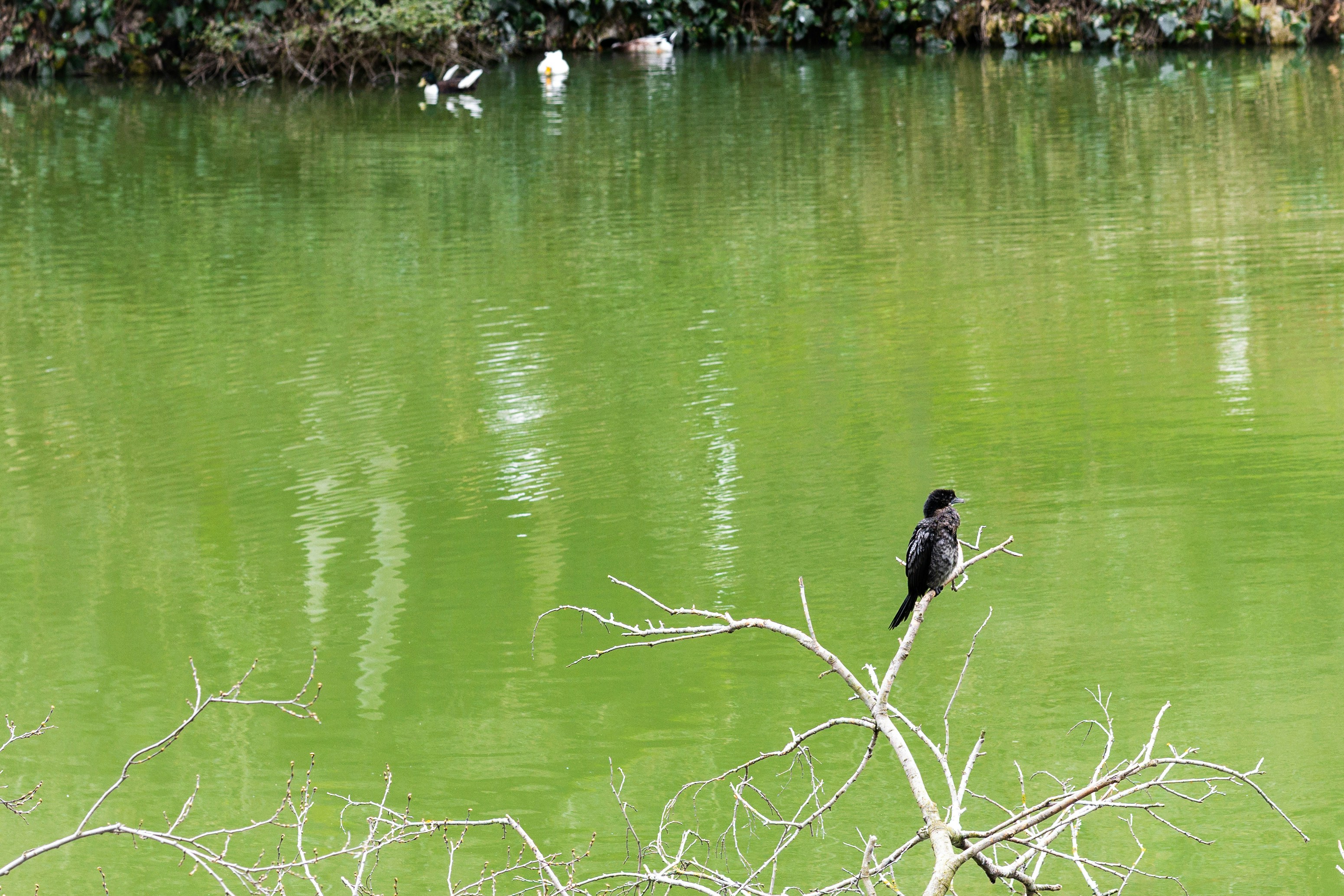 A lone perched kingfisher guards a jade pond