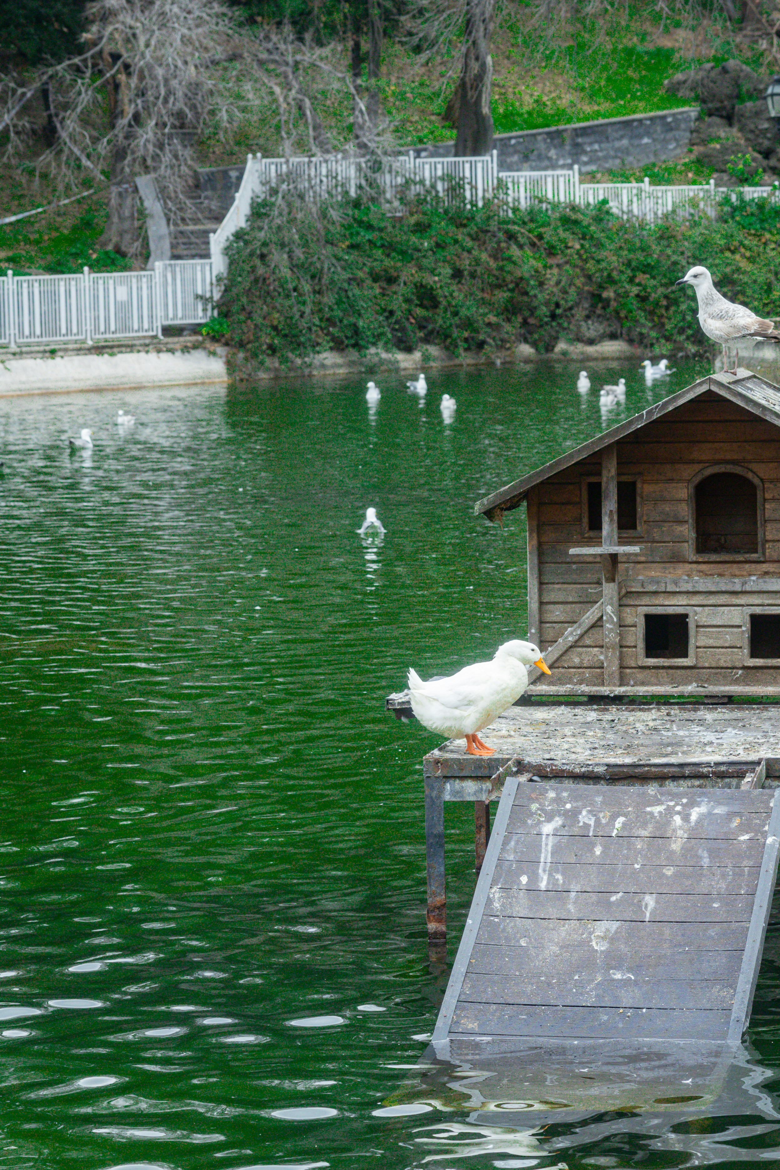 Seagull Prestige: A white sentinel by the lakeside coop