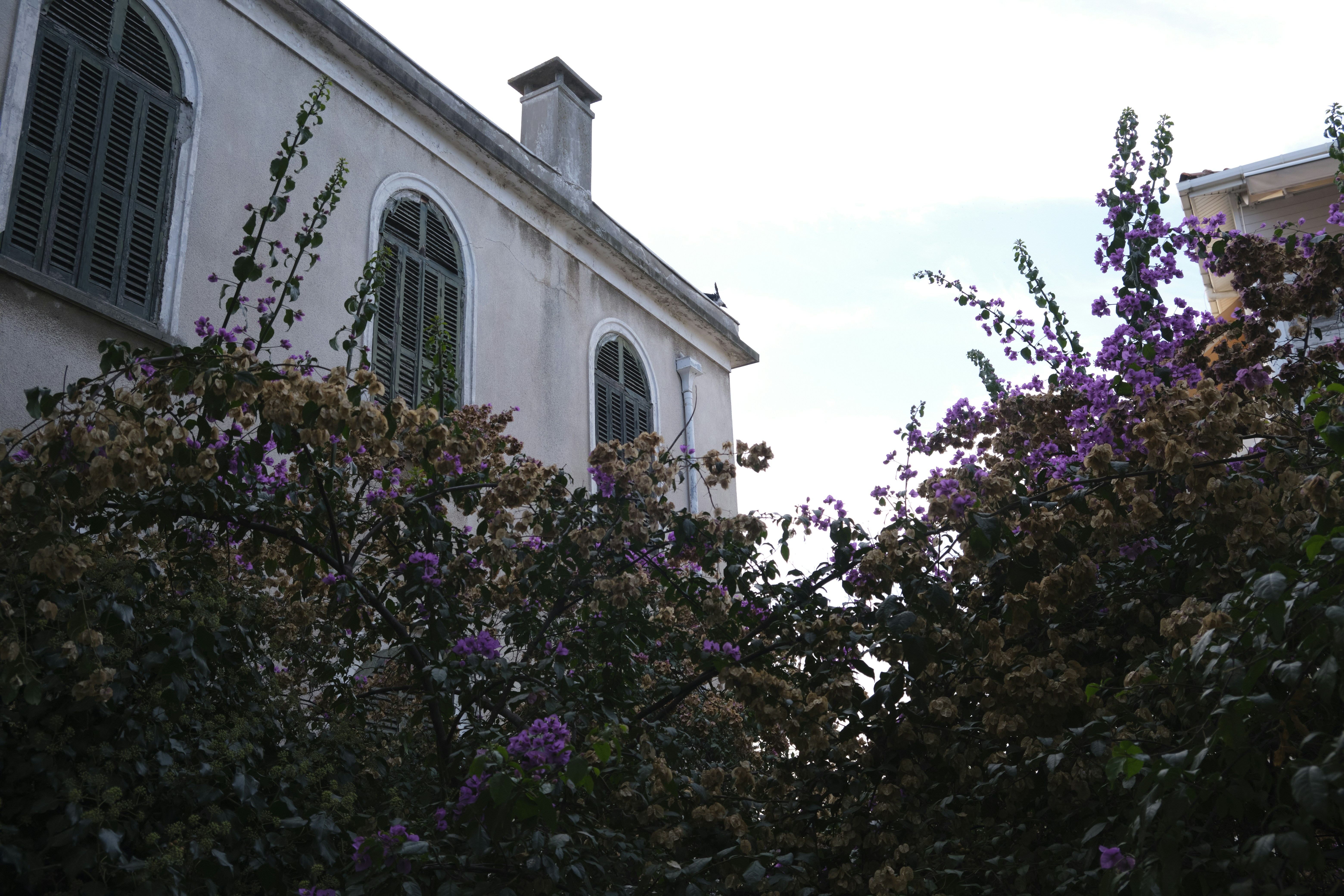  ivy-framed façade under a bright sky