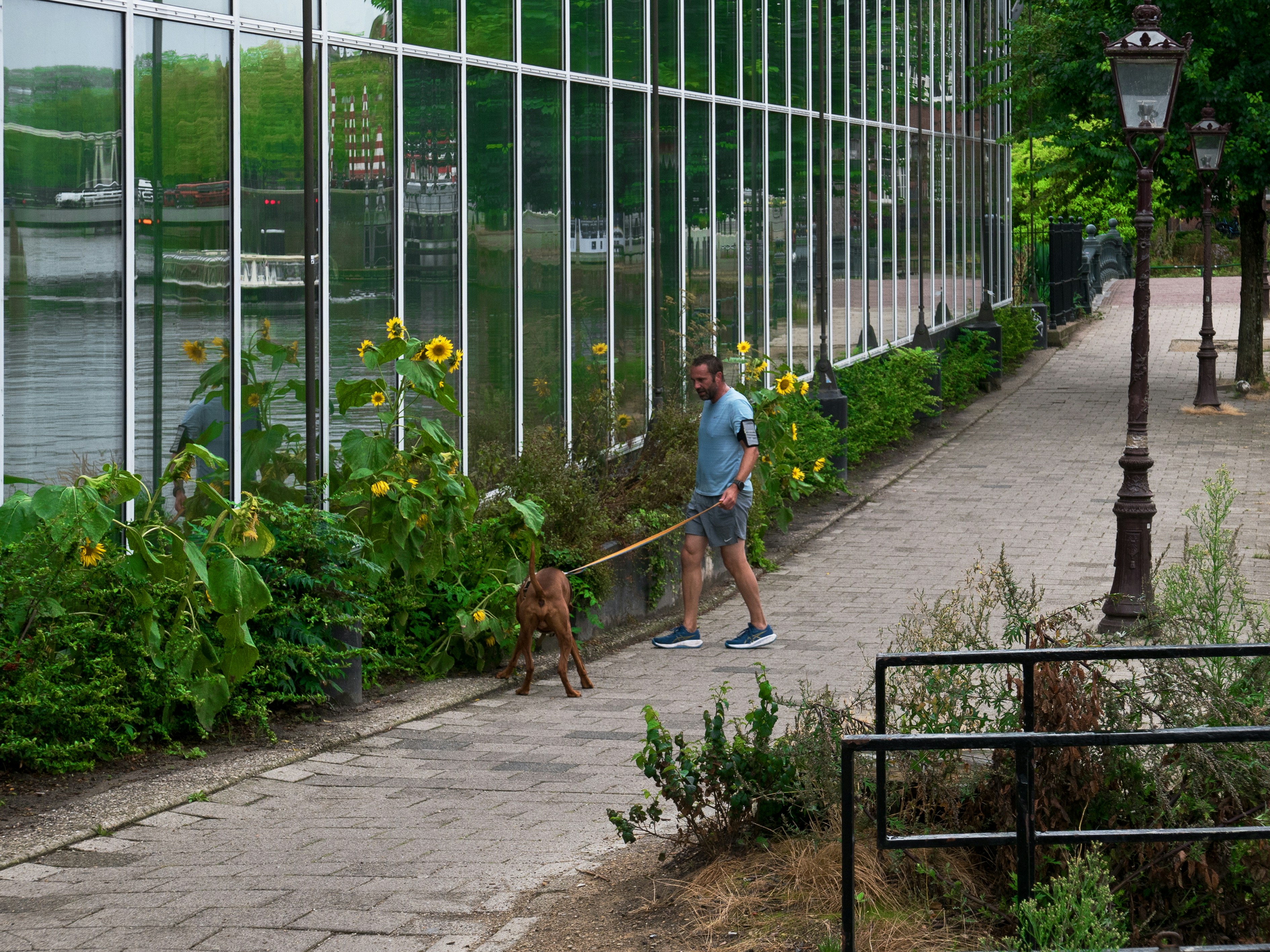 Stride and Lead: A Walk Along Glass Reflections