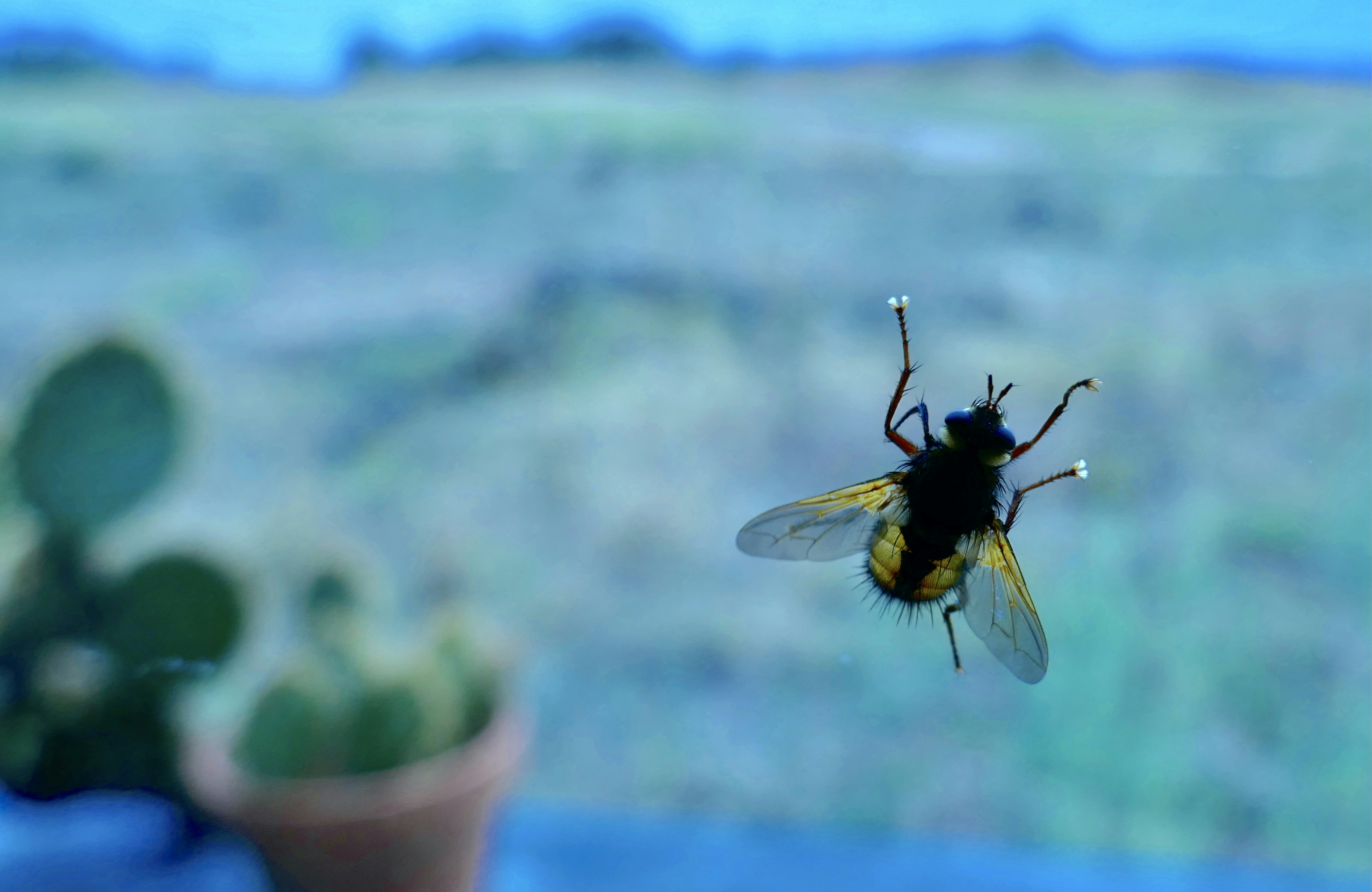 Hovering Fly on a Blur of Blue Garden