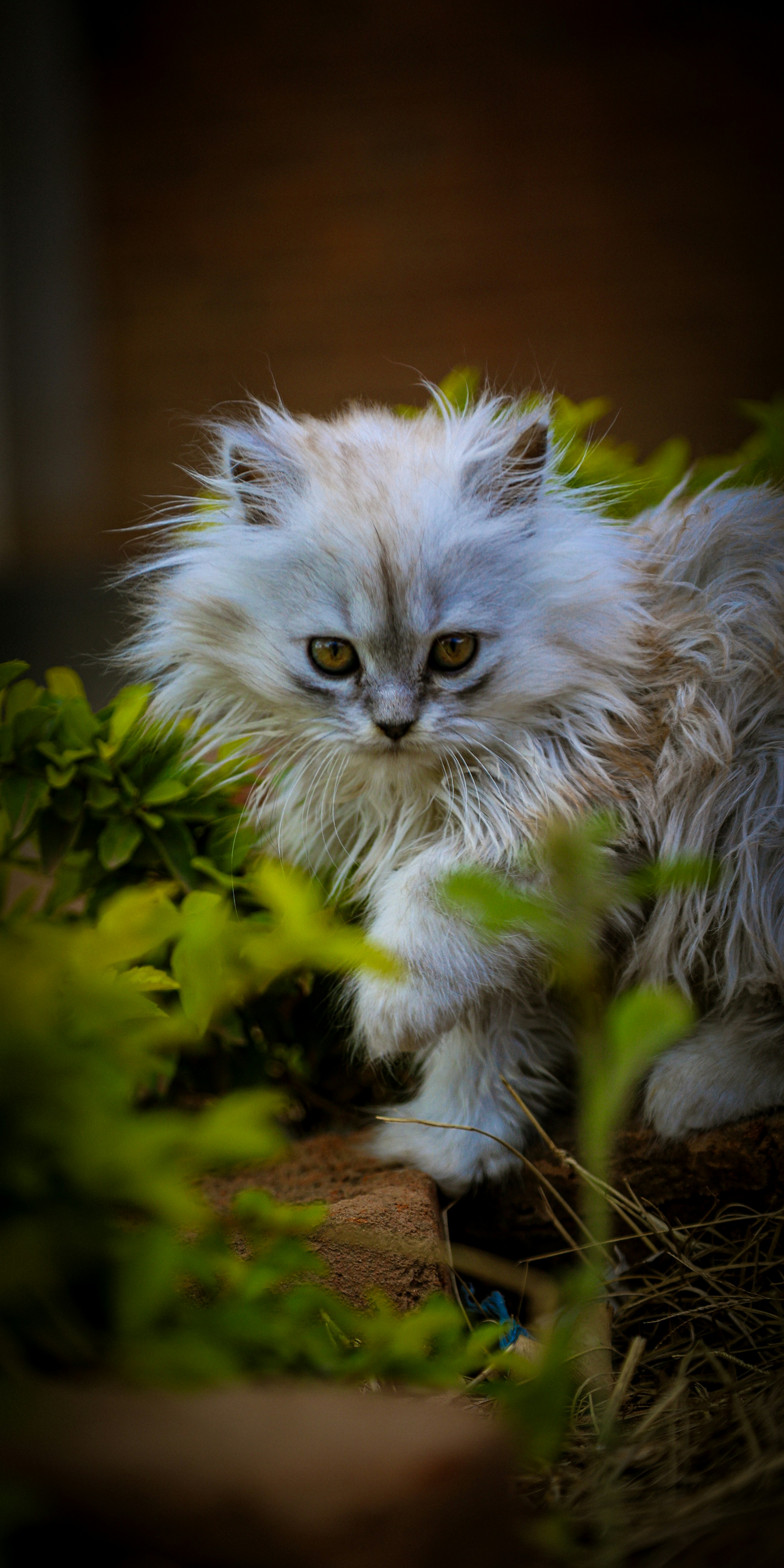 Plush-coated kitten crouches among green foliage and brick edging, its focused gaze peering toward the camera as soft light highlights the fur texture and expressive eyes.