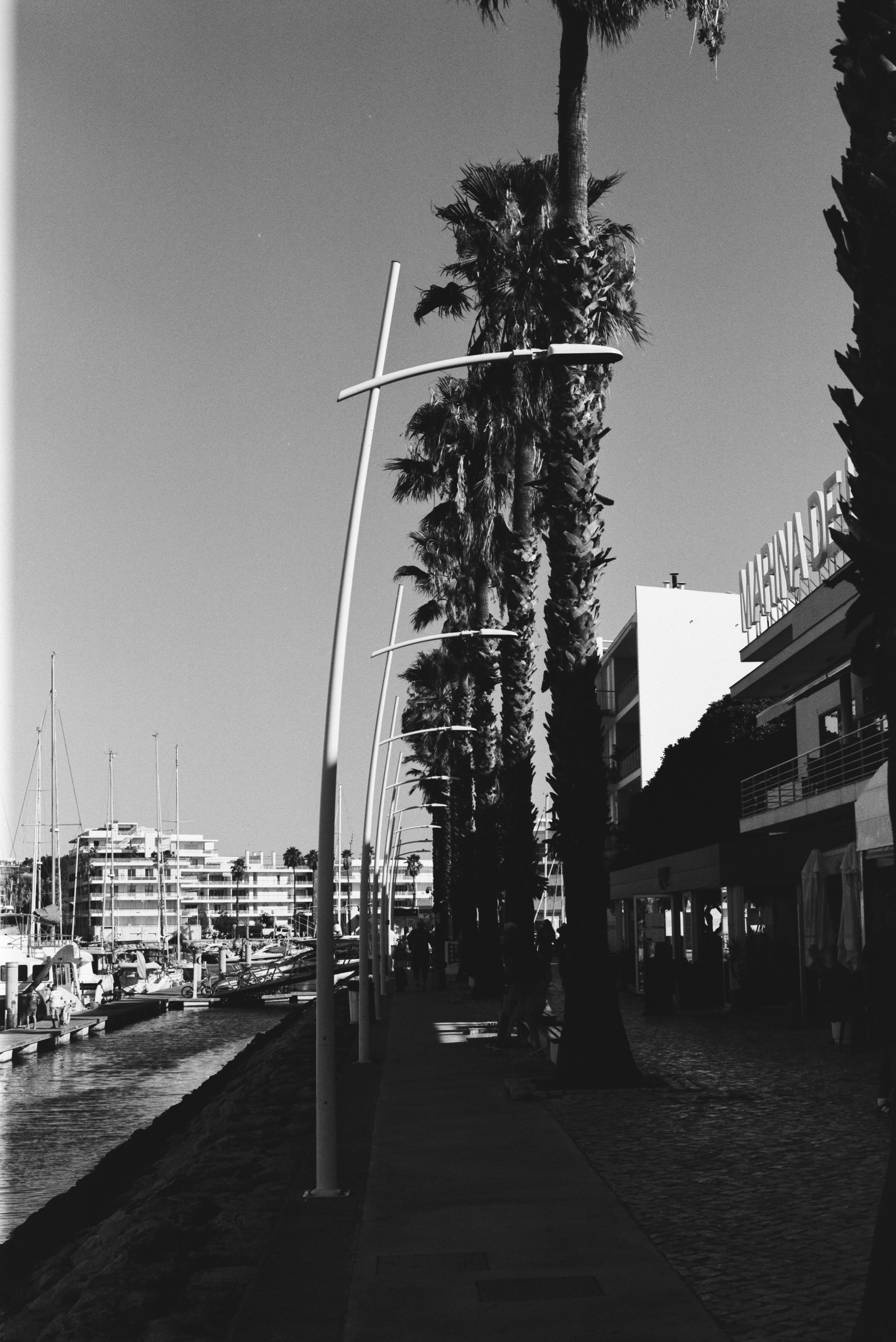 Palm-lined promenade by the marina at midday
