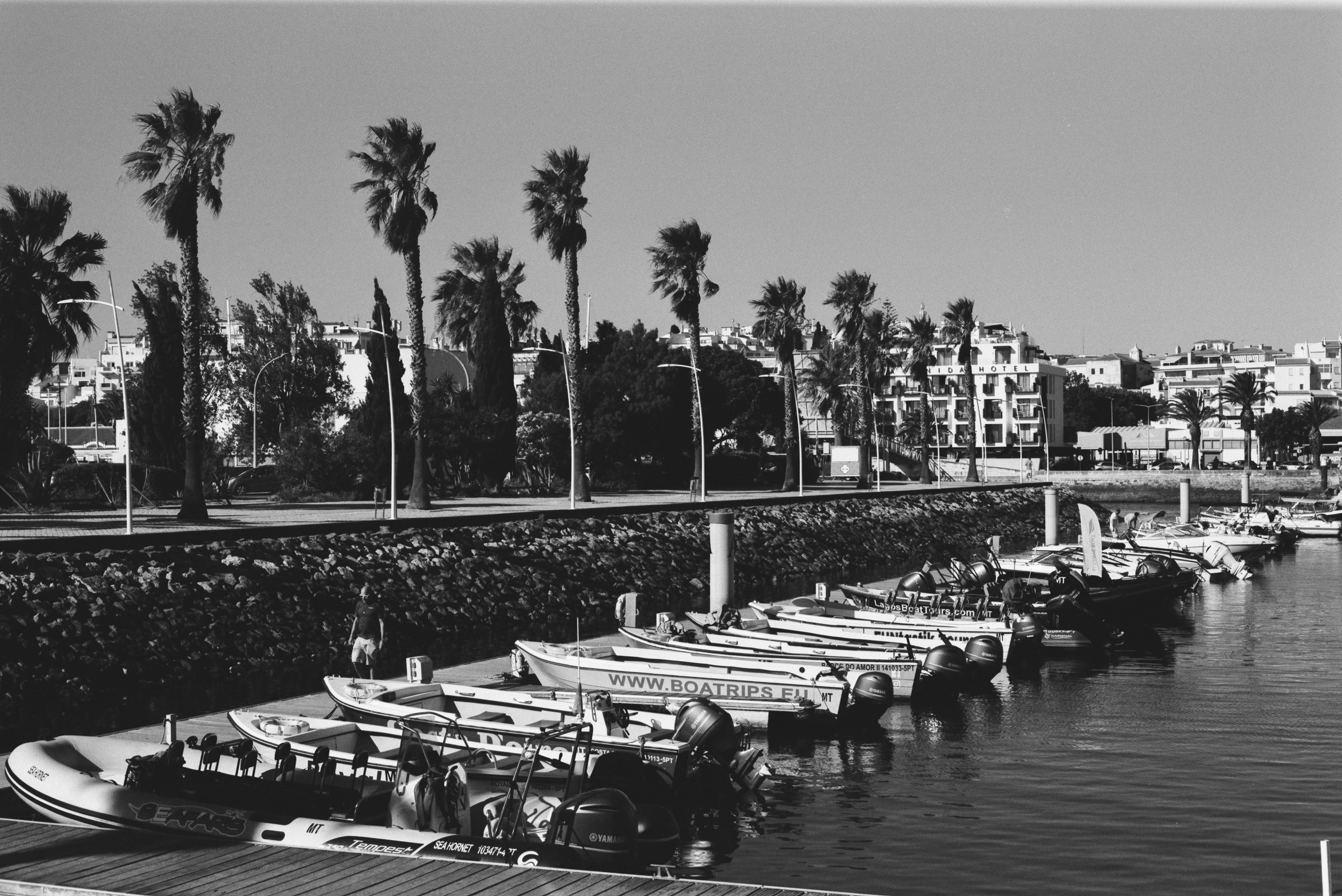 Palm-lined marina in monochrome calm