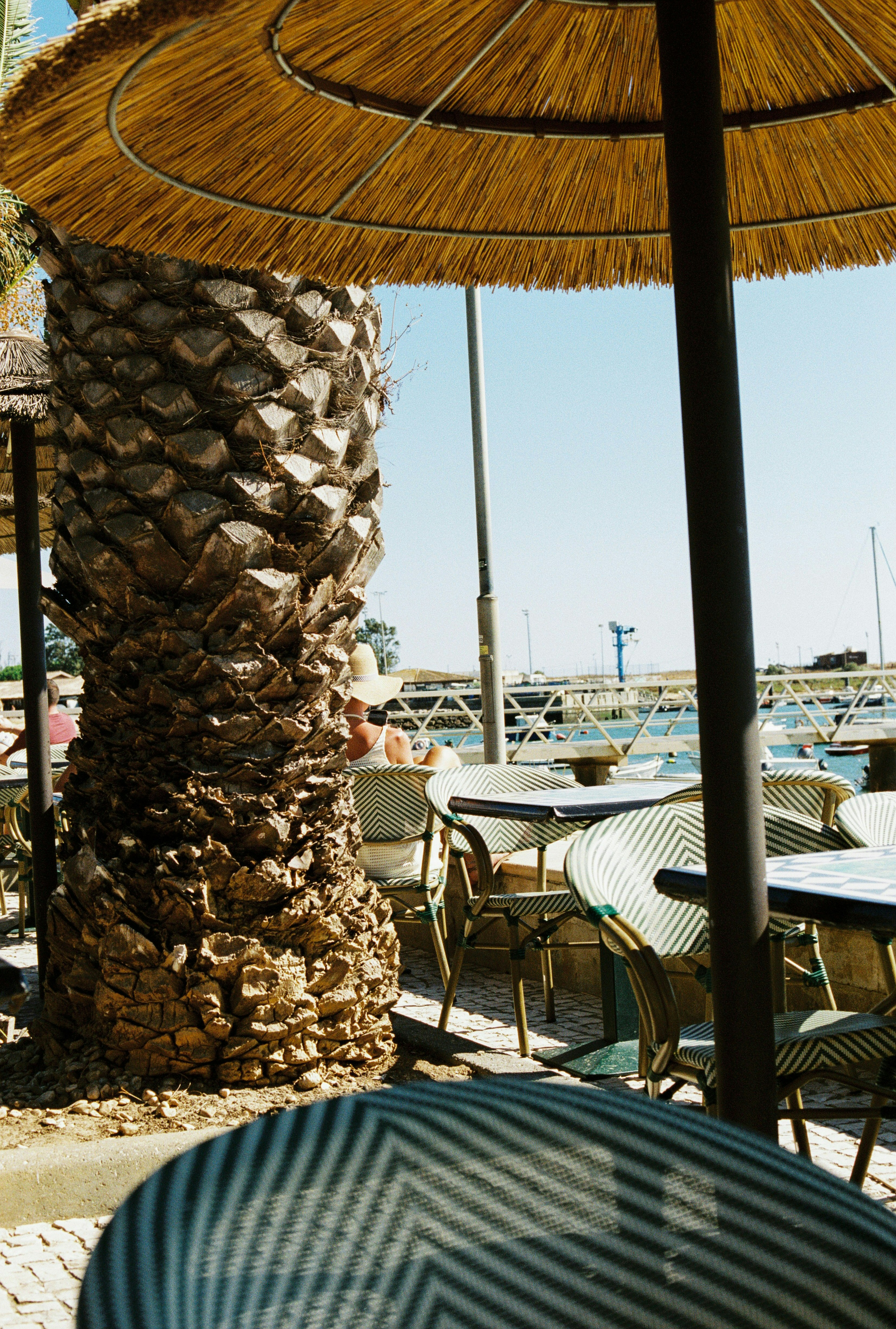 Shaded Seashell Bistro: Palm Trunk Framed by Waterfront Tables