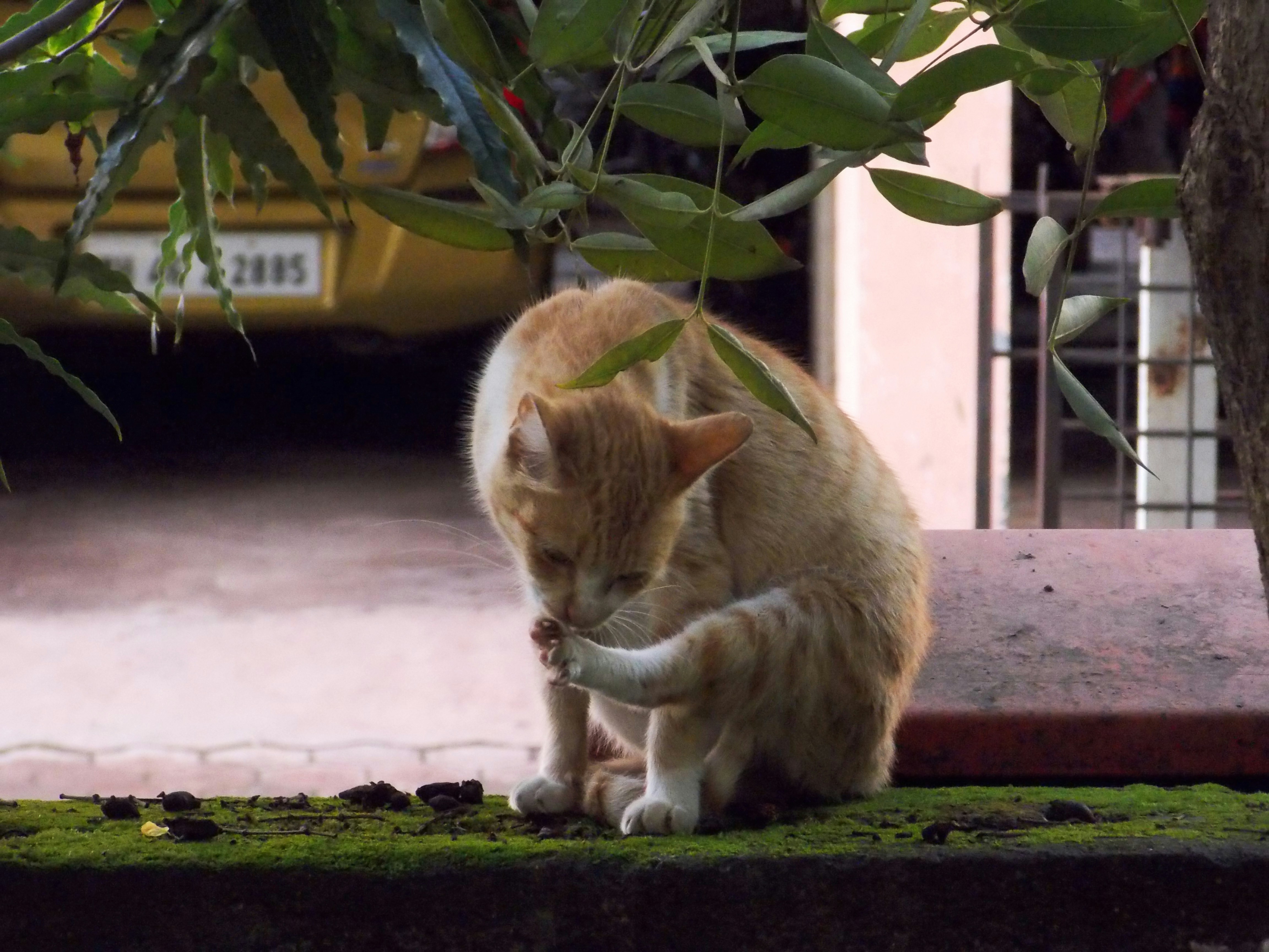 Sunlit Orange Cat: Gentle Grooming on Mossy Concrete