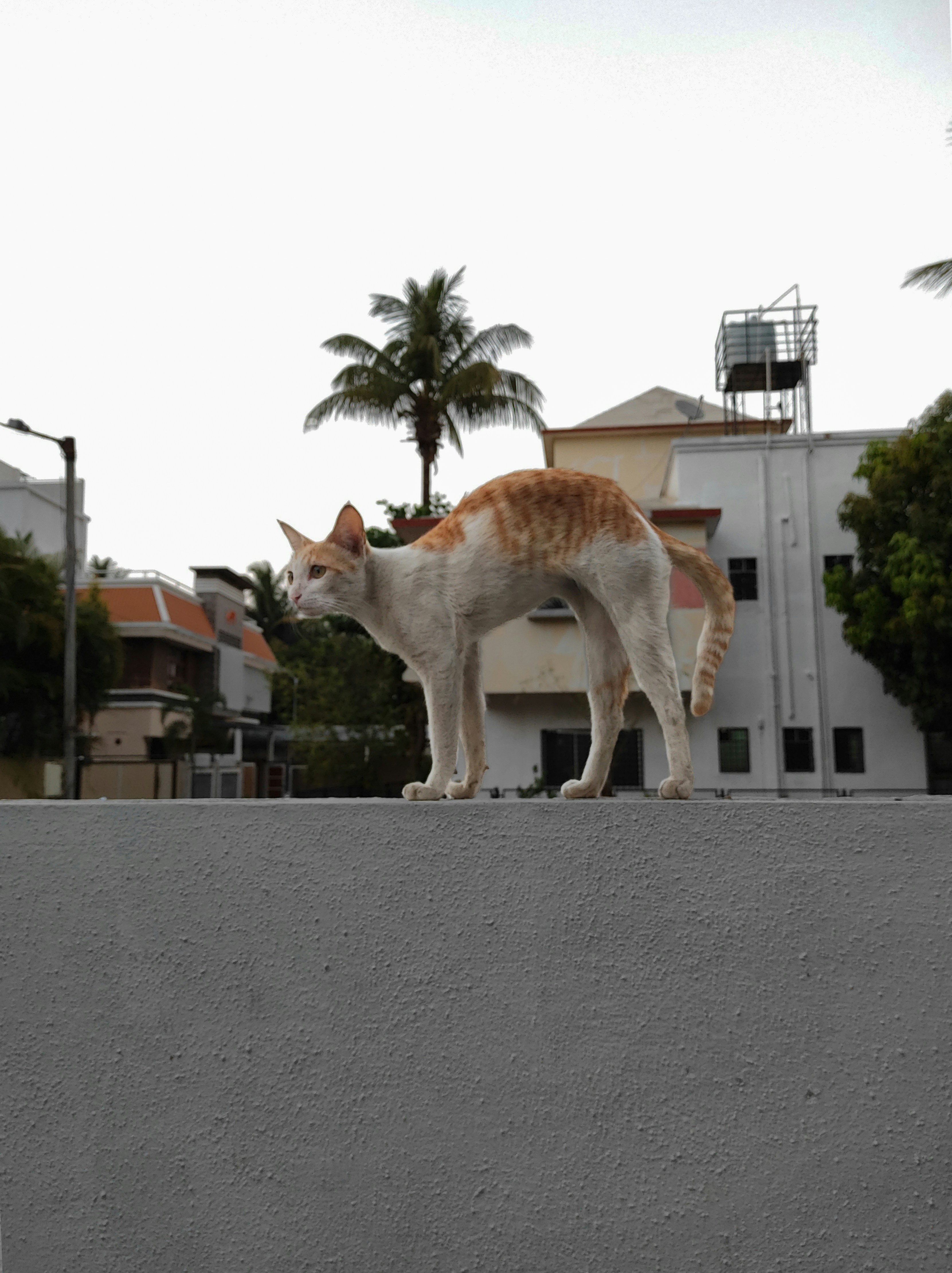 Cat on a rooftop: orange-tinted wanderer against urban backdrop