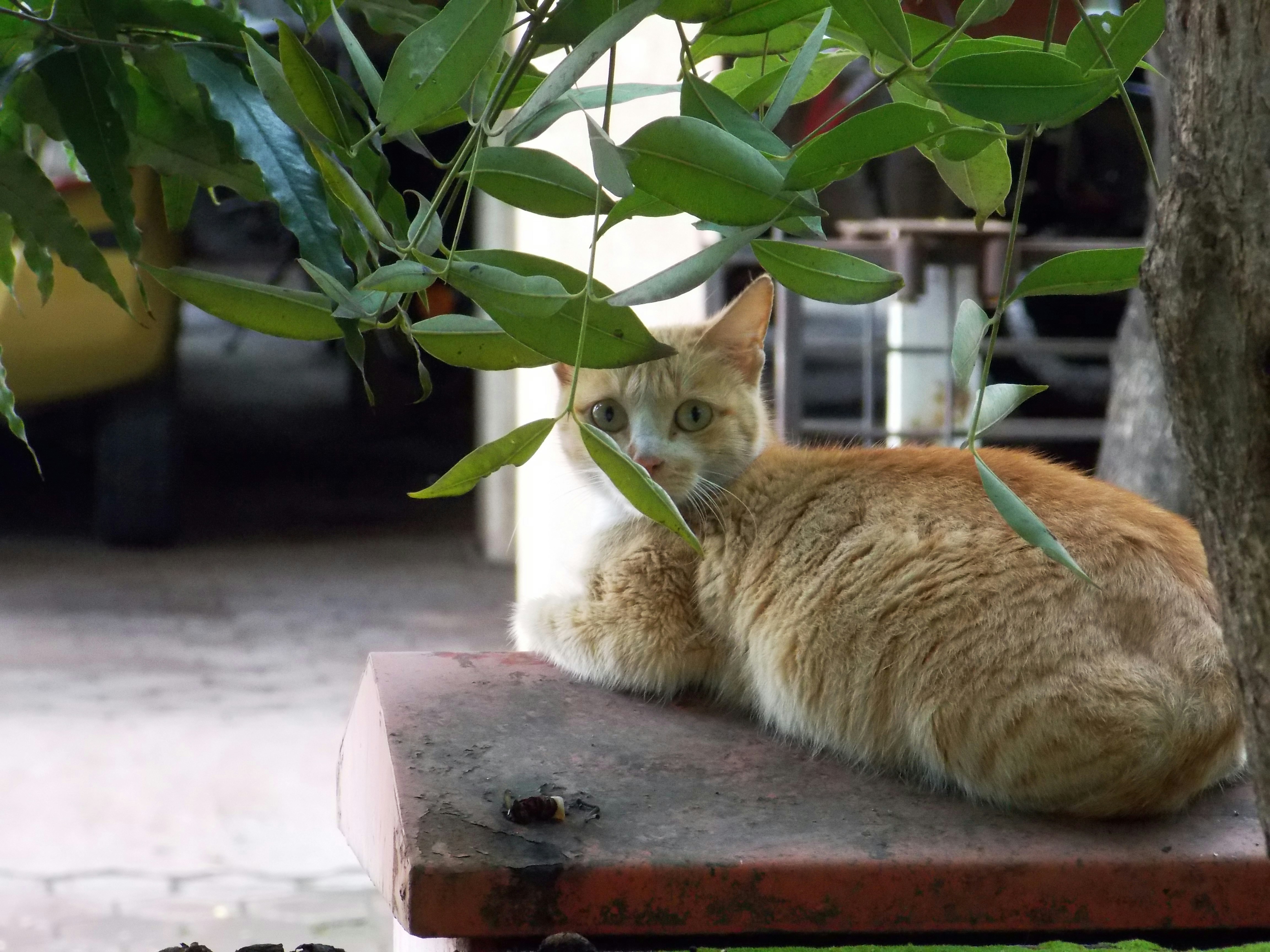 Hidden in the Shade: A Ginger Cat Resting by a Plant