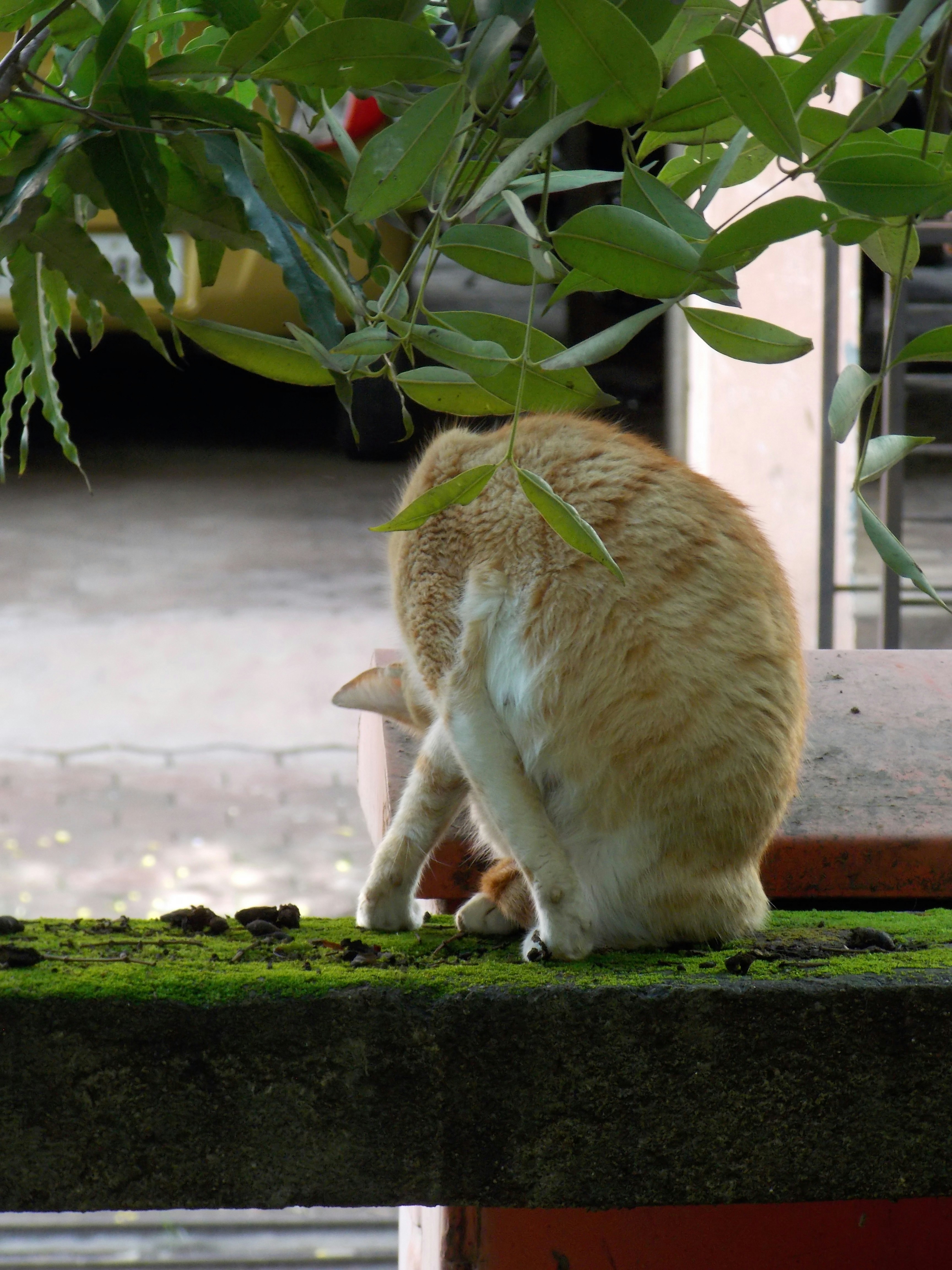 Hidden Tail: A Ginger Cat Among Greenery on a Mossy Bench