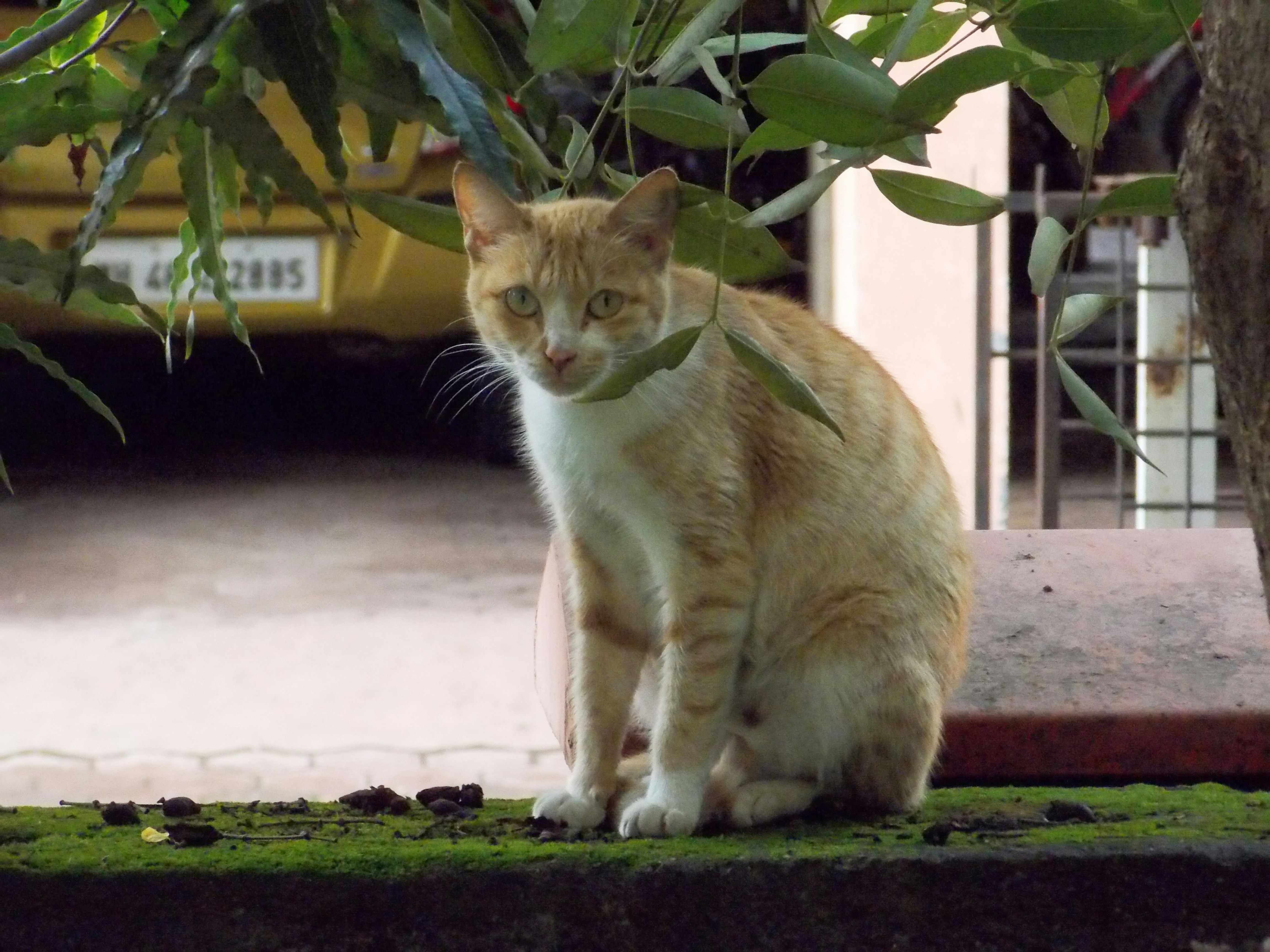 Amber Cat on Mossy Step under Garden Foliage
