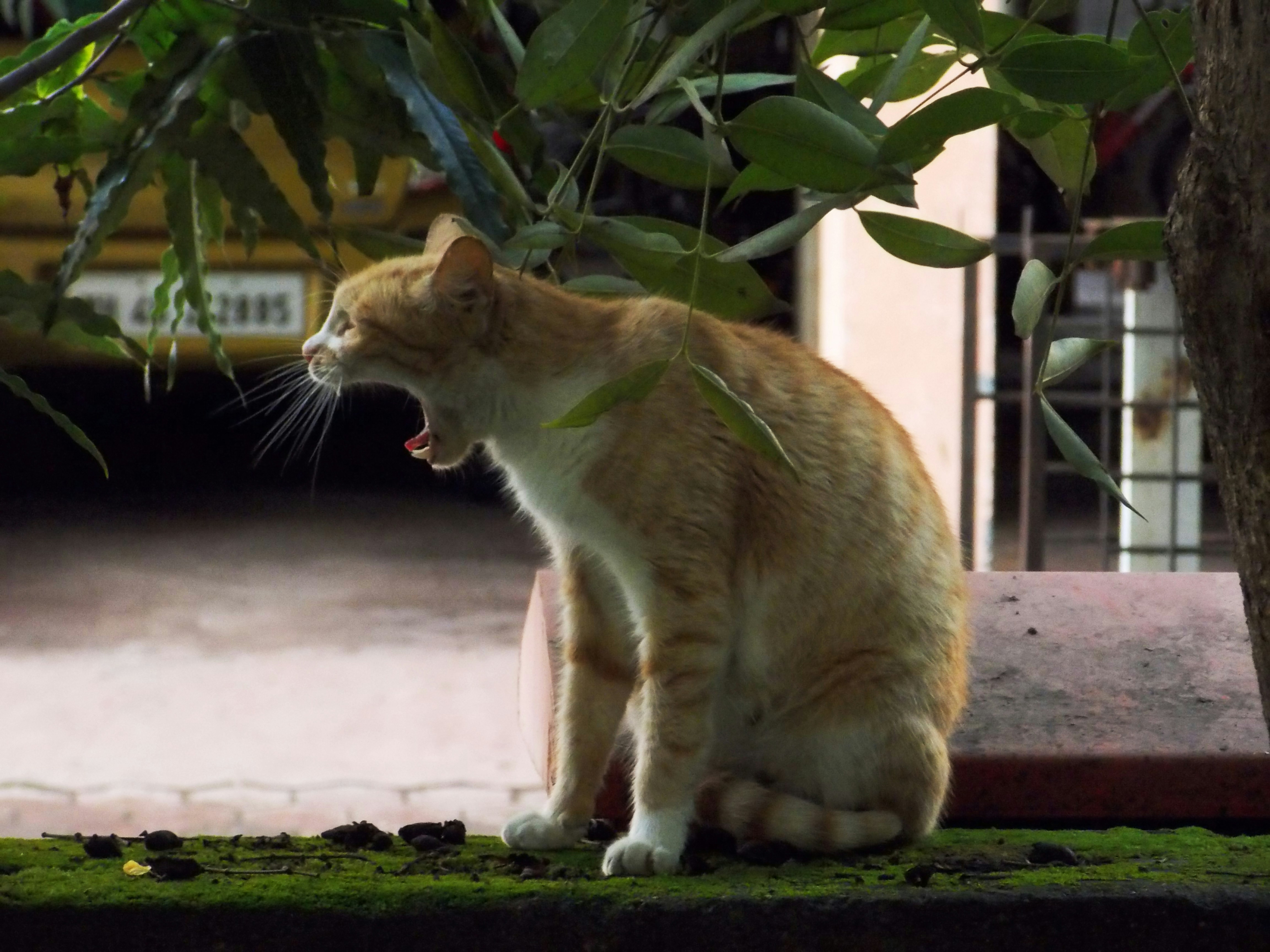 Yawing Ginger: a cat at the edge of shade on mossy ledge
