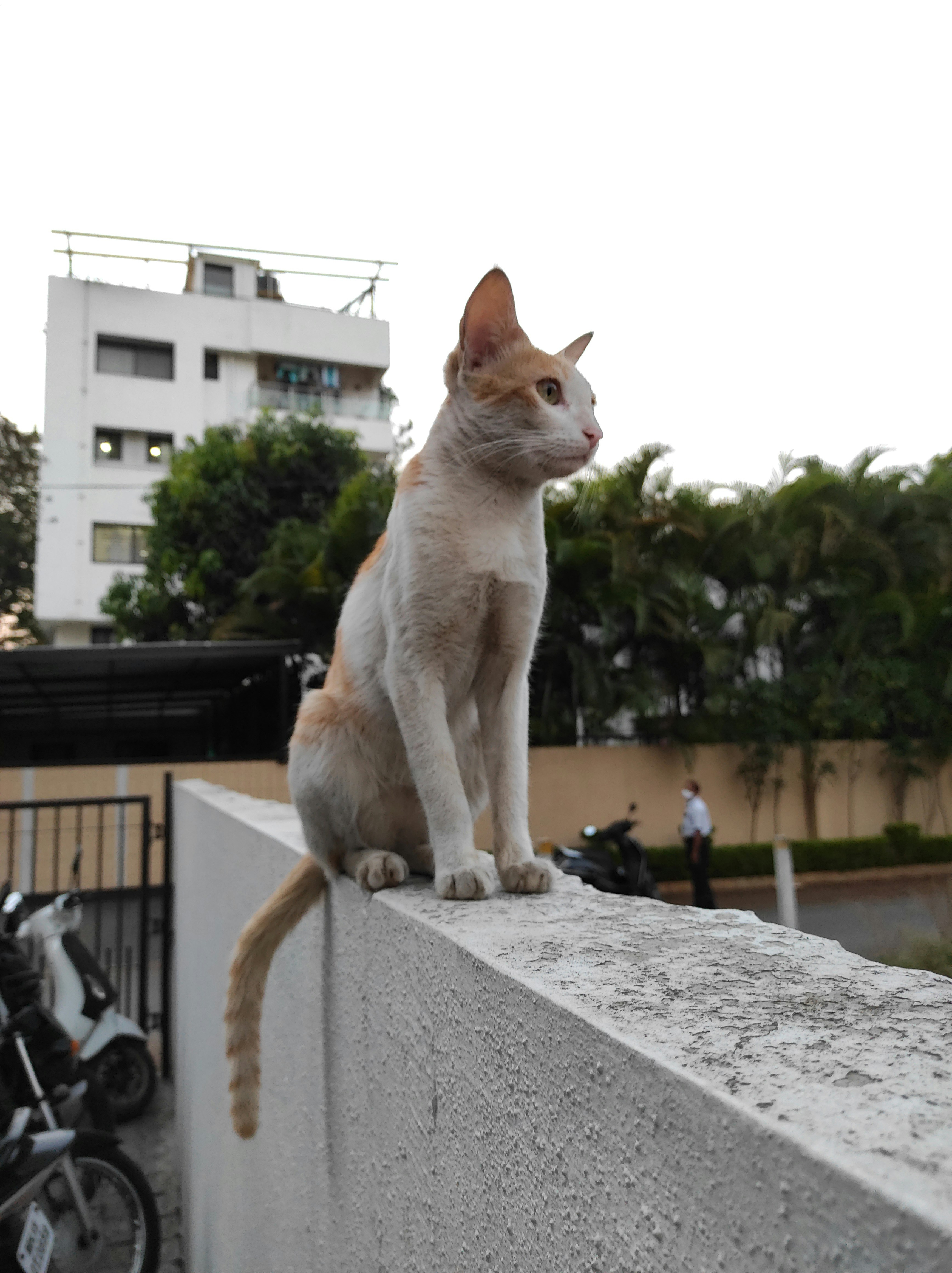Cat on a Concrete Crest: Vigilant Observer on the Wall