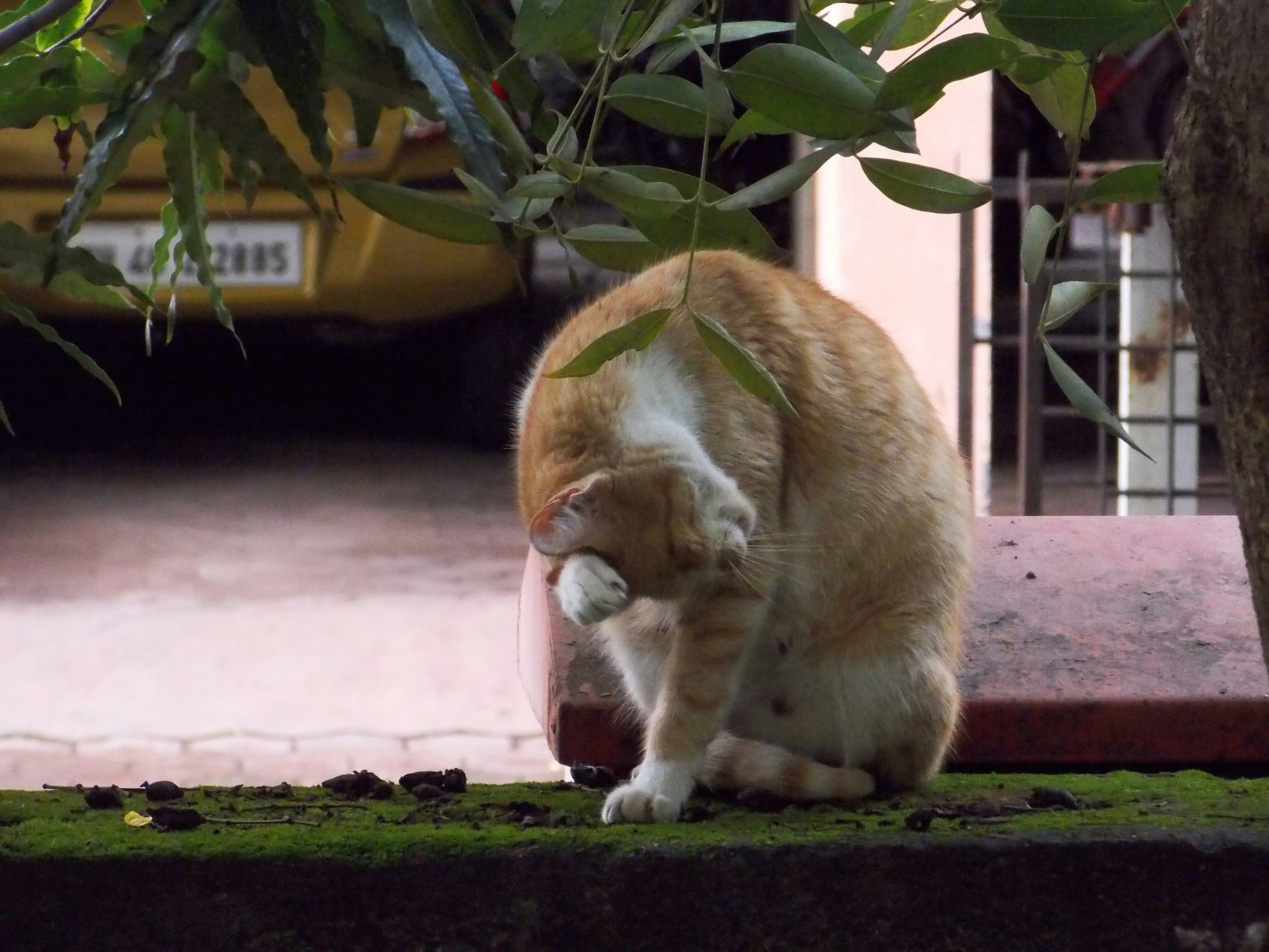 Fluffy Intermission: A Parked Moment of a Ginger Cat