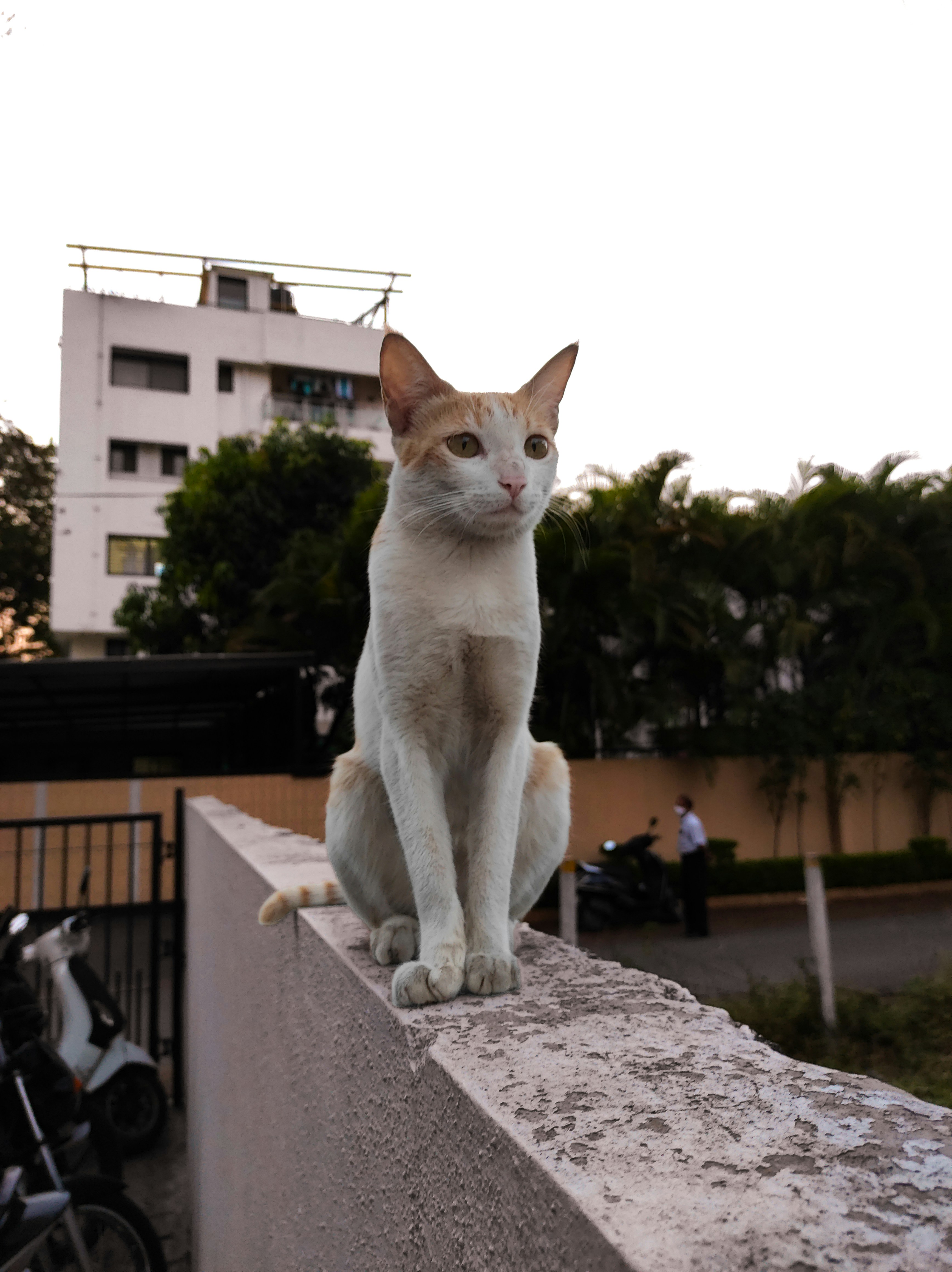 Cat on a Sunlit parapet: a curious gaze above the city
