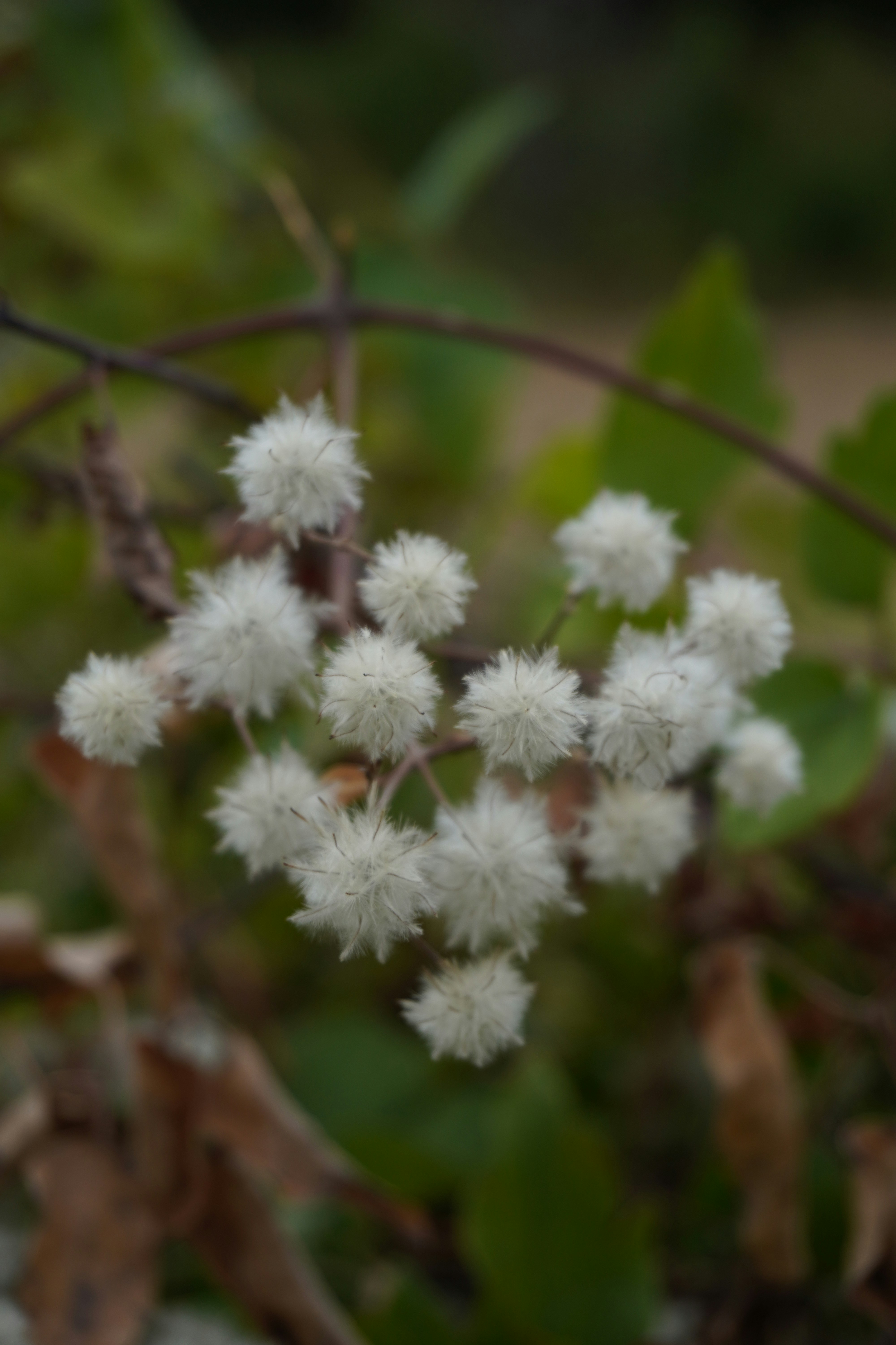 Snowy Dandelion Clusters: Delicate Bloom in Morning Depth