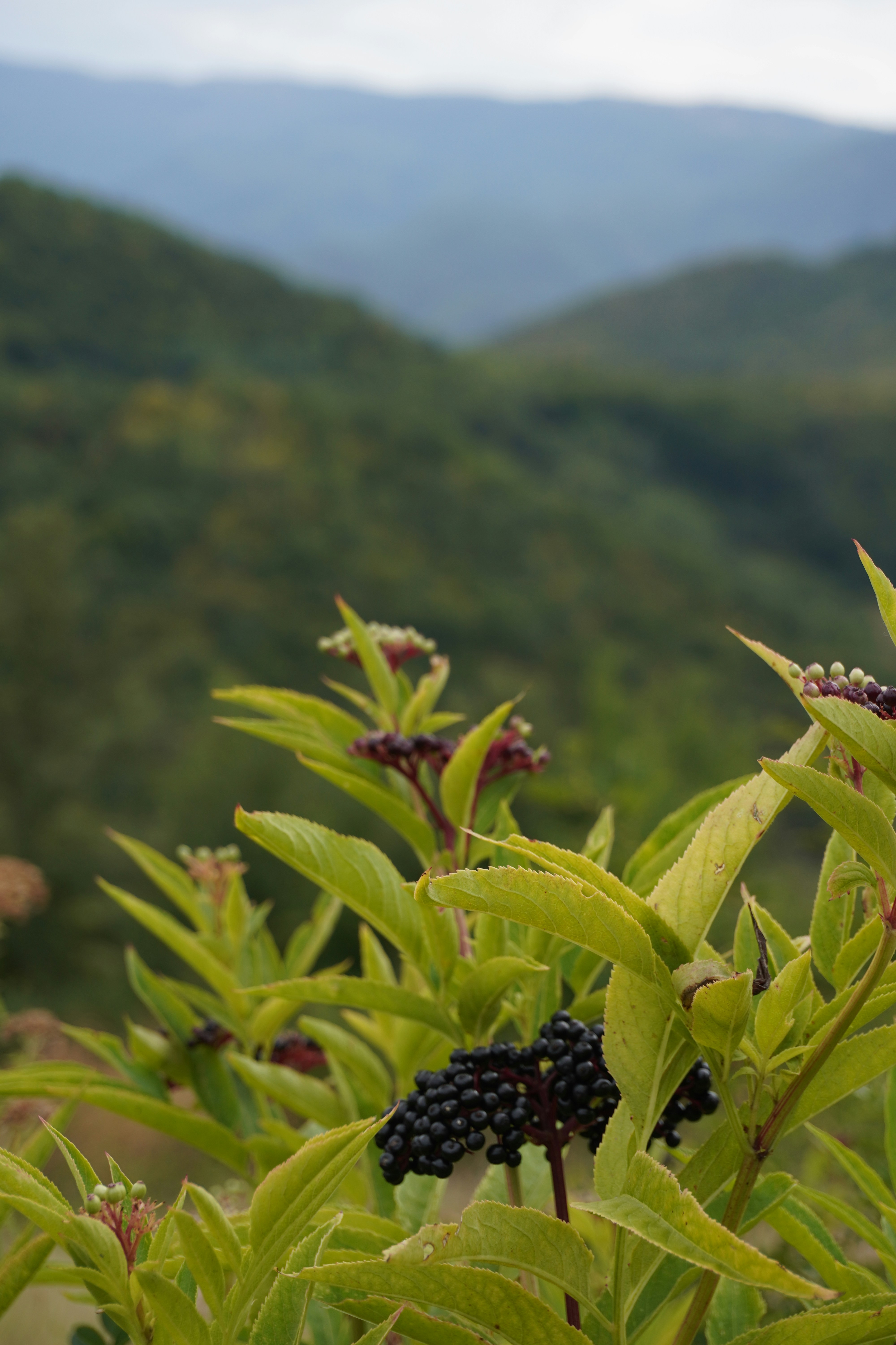 Purple-black berries in the foreground with rolling hills fading into the distance