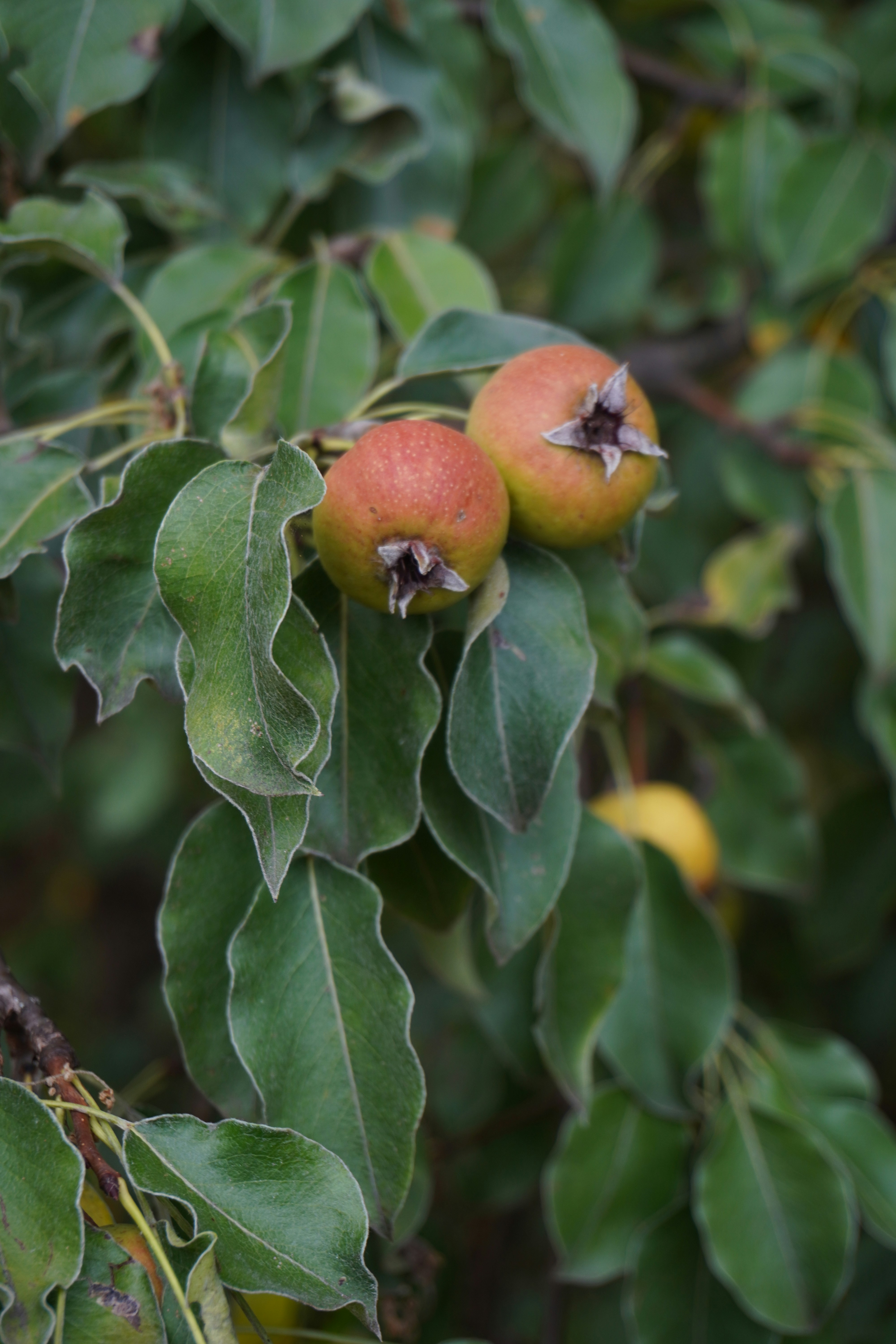 Close-Knit Pears: A Hidden Orchard in Focus