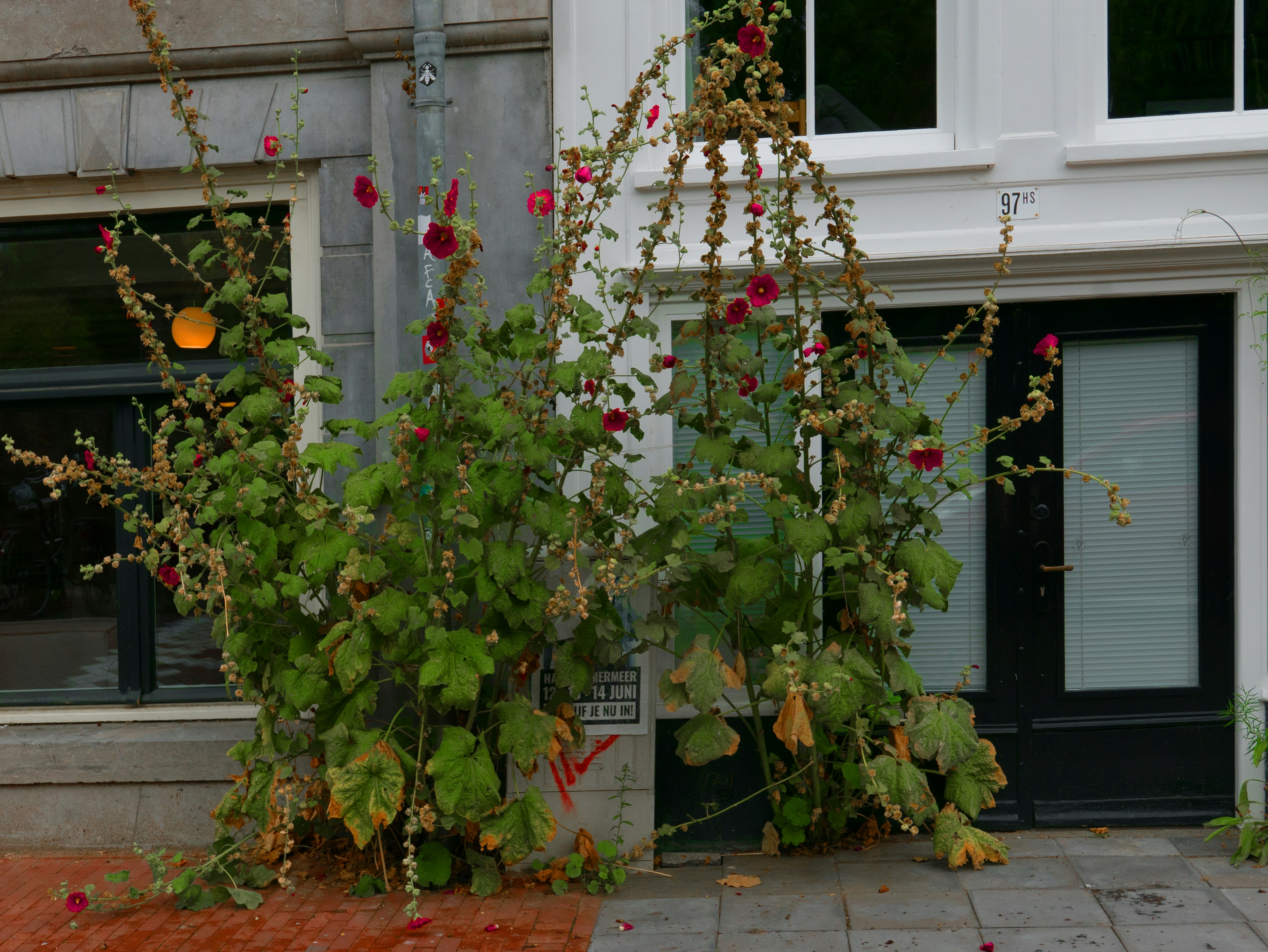 Urban greenery reclaiming the sidewalk: hollyhocks and weeds crowds the entryway