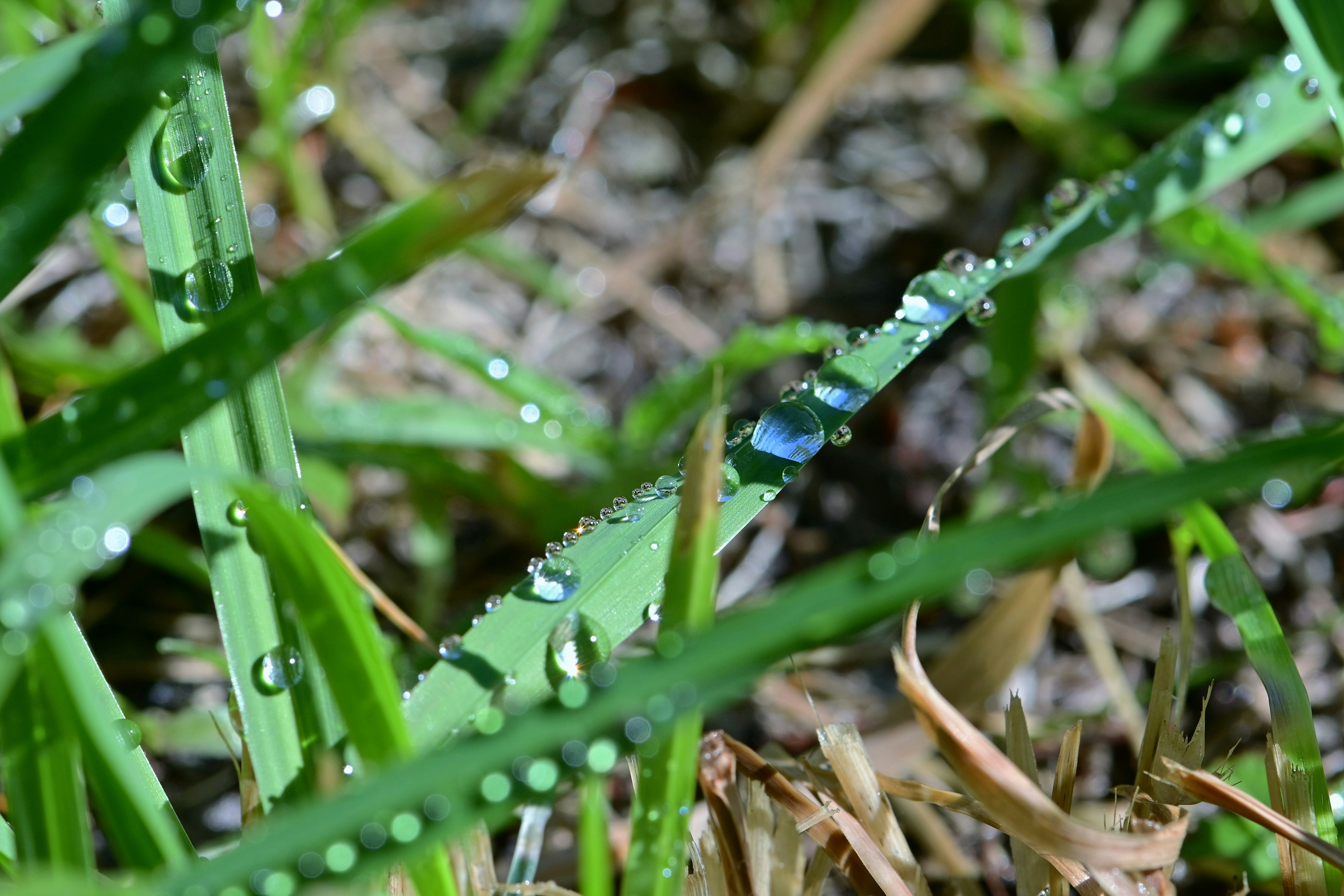 Dew-Cleaved blades: morning light on a grass micro-scape