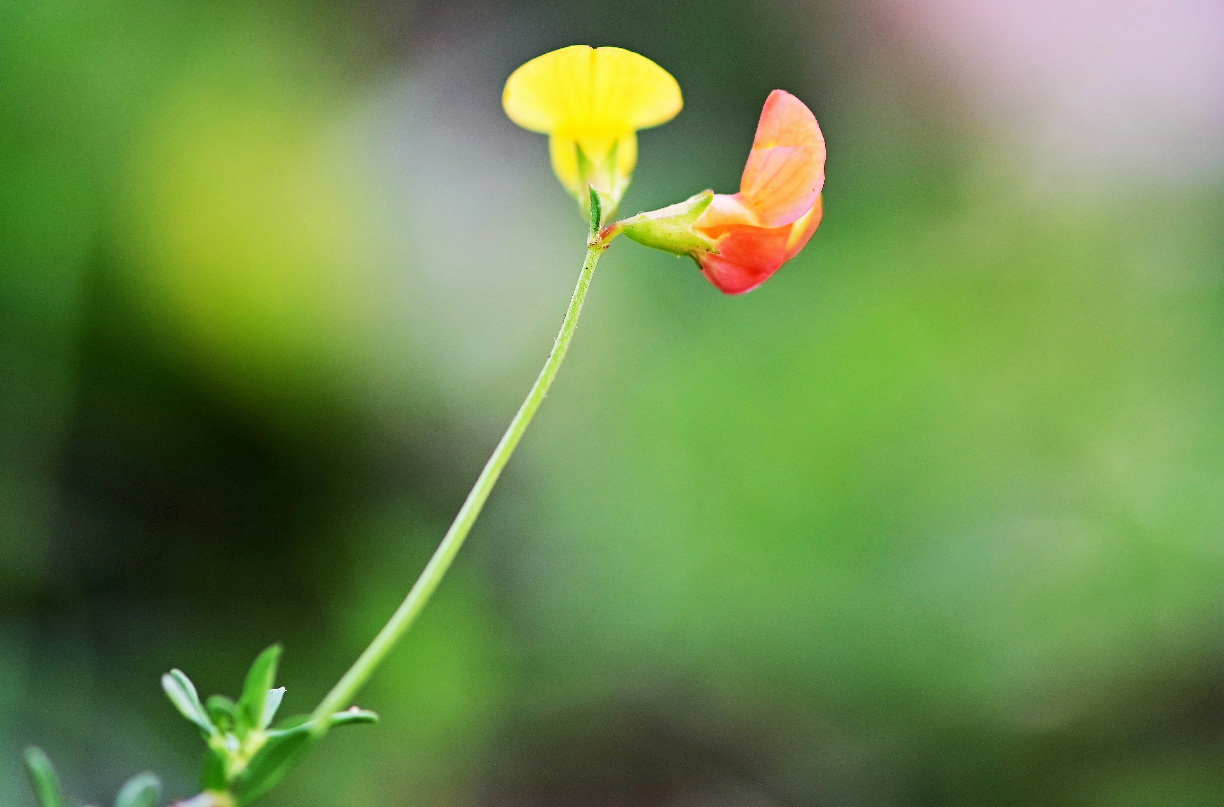 Delicate Bloom at the Edge of Focus