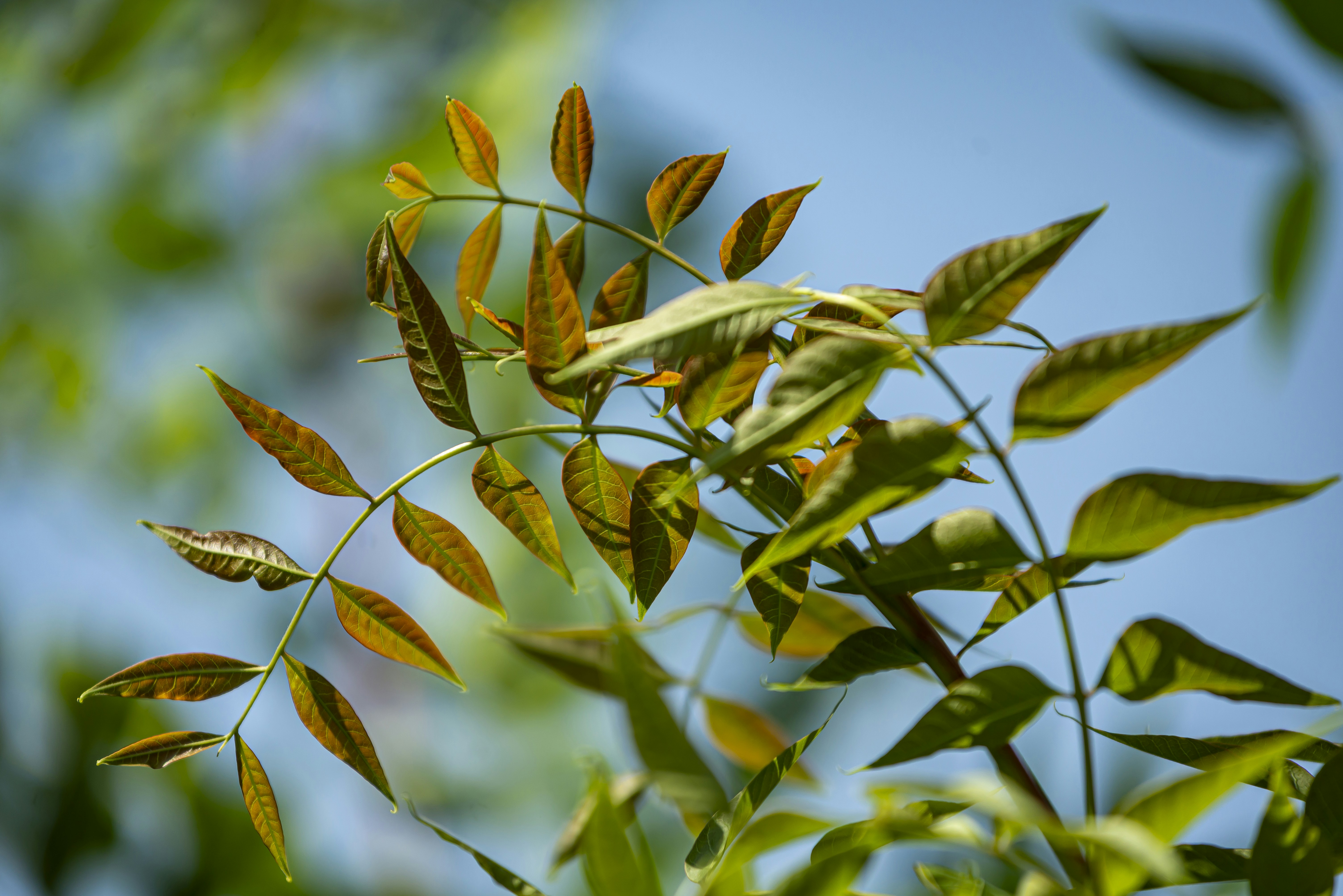 Sunlit Leaves in Focus: A Branching Pattern Against a Clear Sky