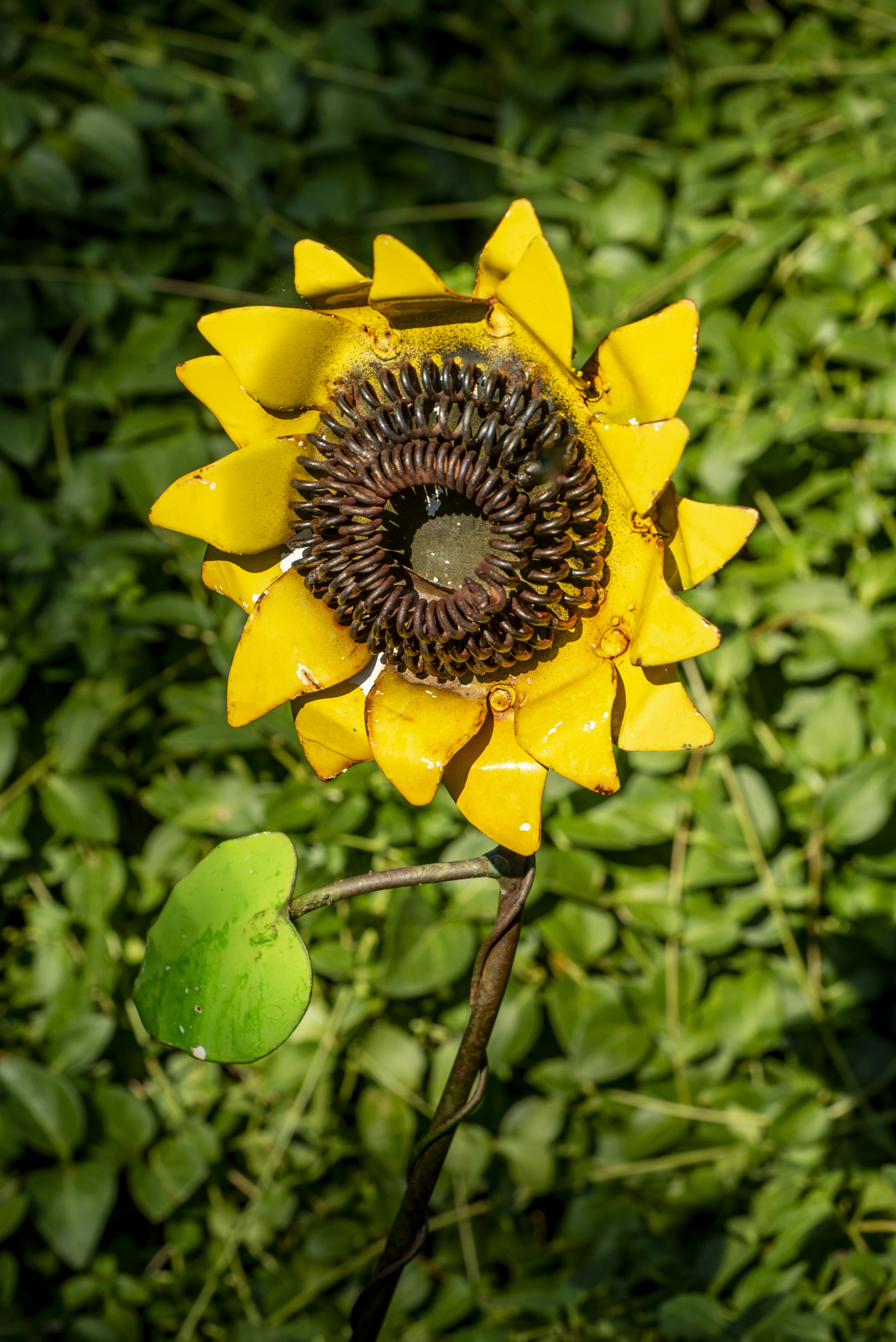 Withered Sunflower in a Sea of Green