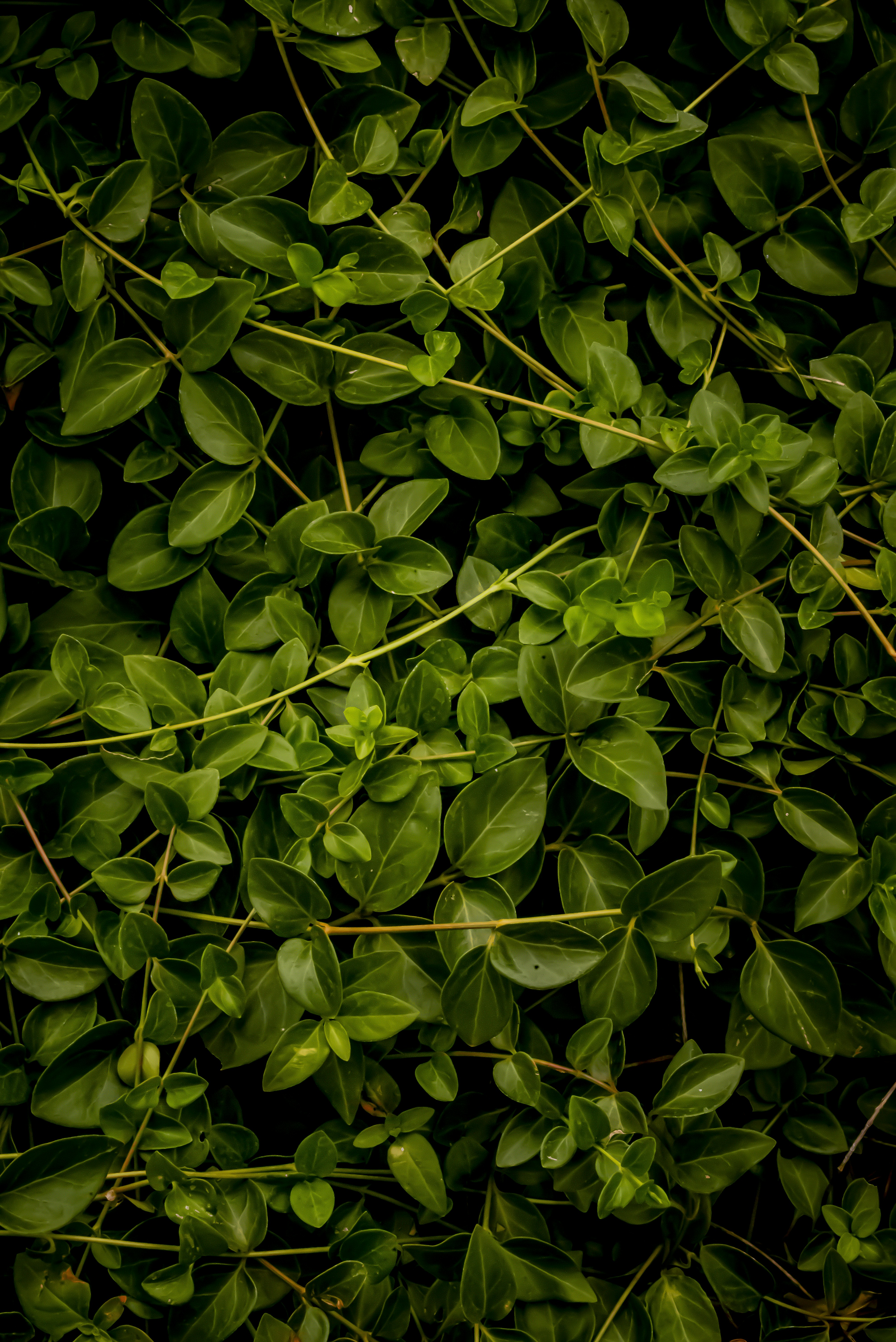 Emerald Tangle: a Close-Textured Riot of Vines and Leaves