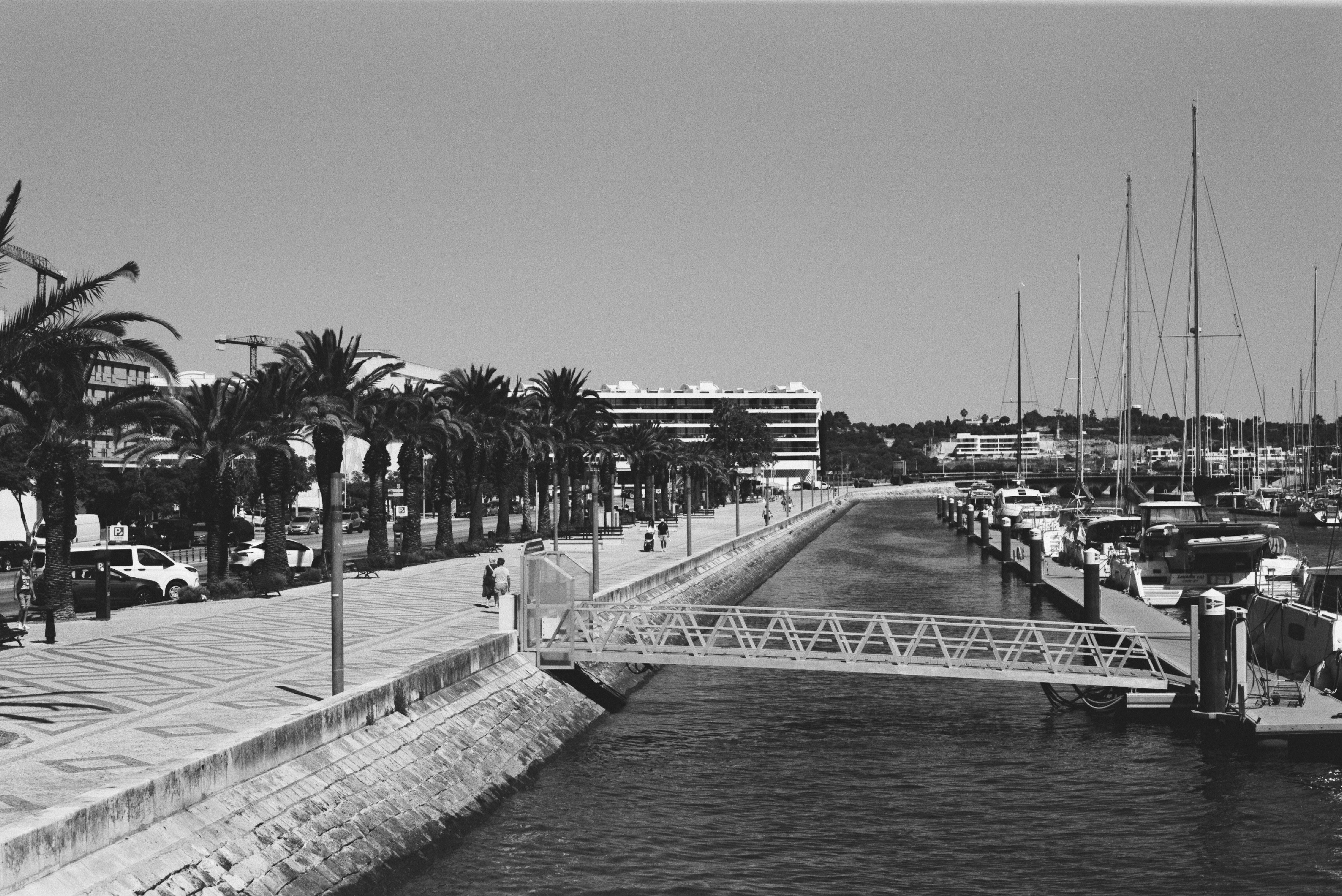 Marina Promenade with a Cast of Palms and Idle Sailboats