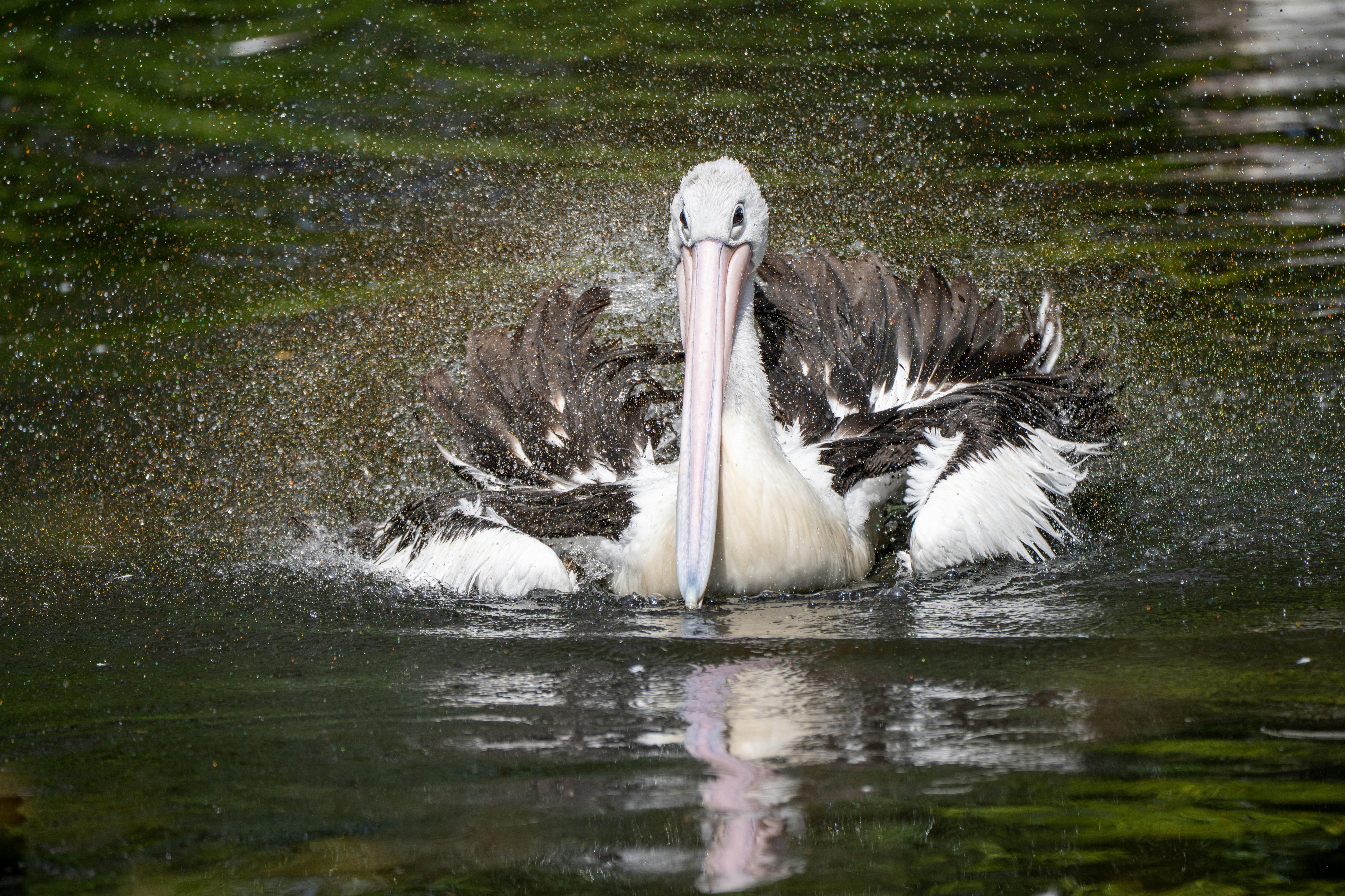 Midflight Splash: A Pelican Faces the Storm of Droplets