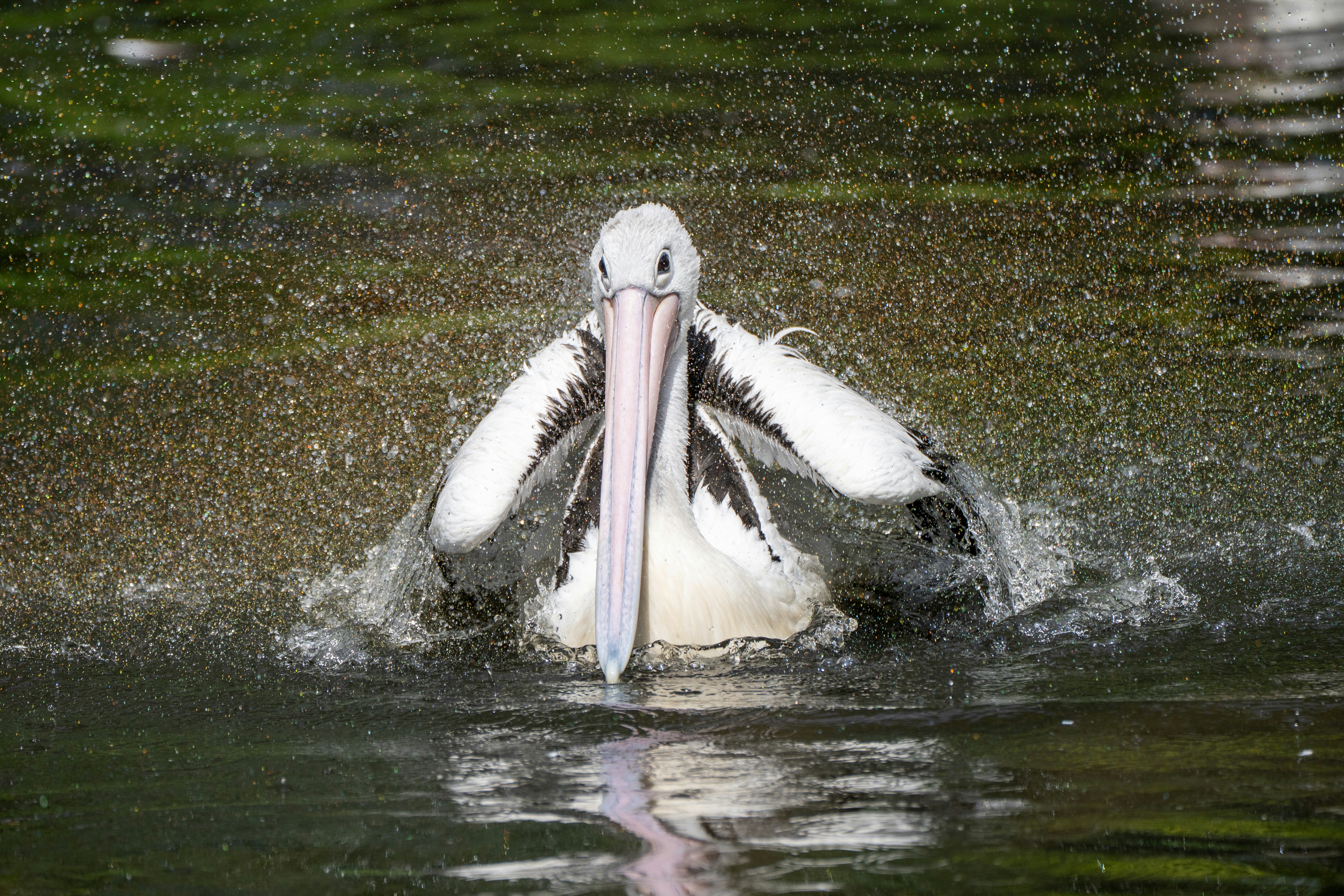 Splashing Focus: A Pelican Breaks the Surface