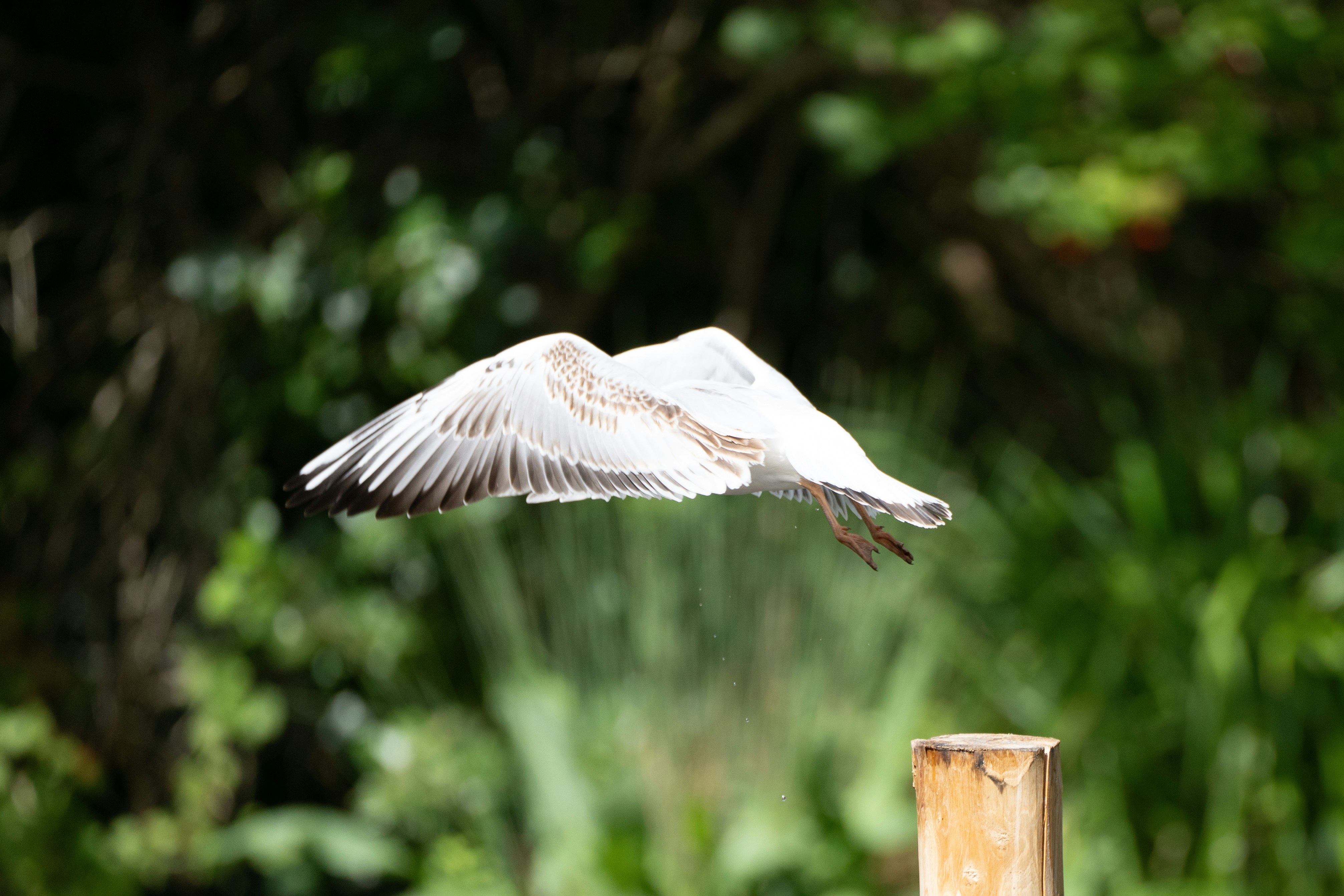 Bird in Flight: Focused Leap Over a Wooden Post