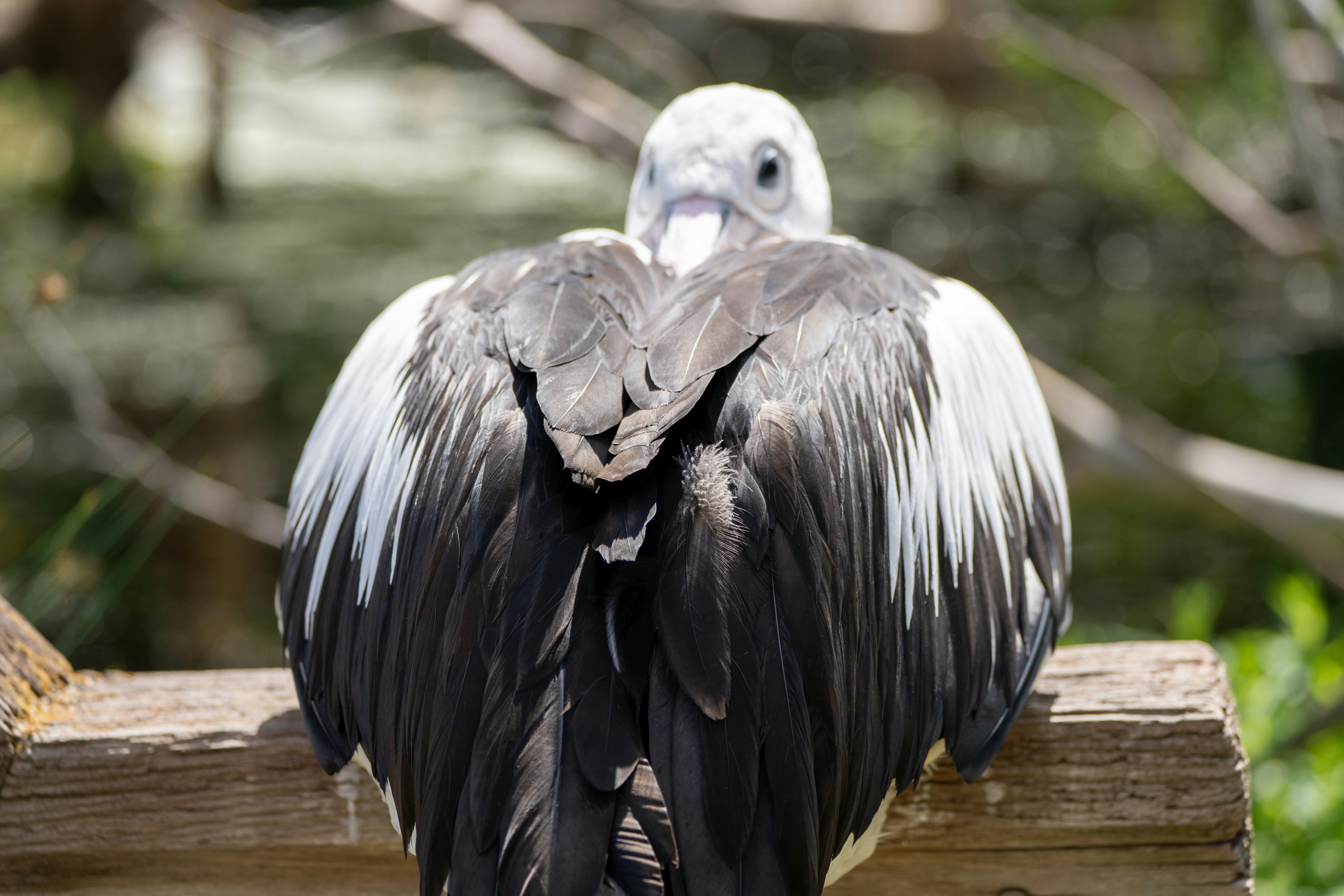Back-View Gull: Wings Draped Over a Wooden Rail