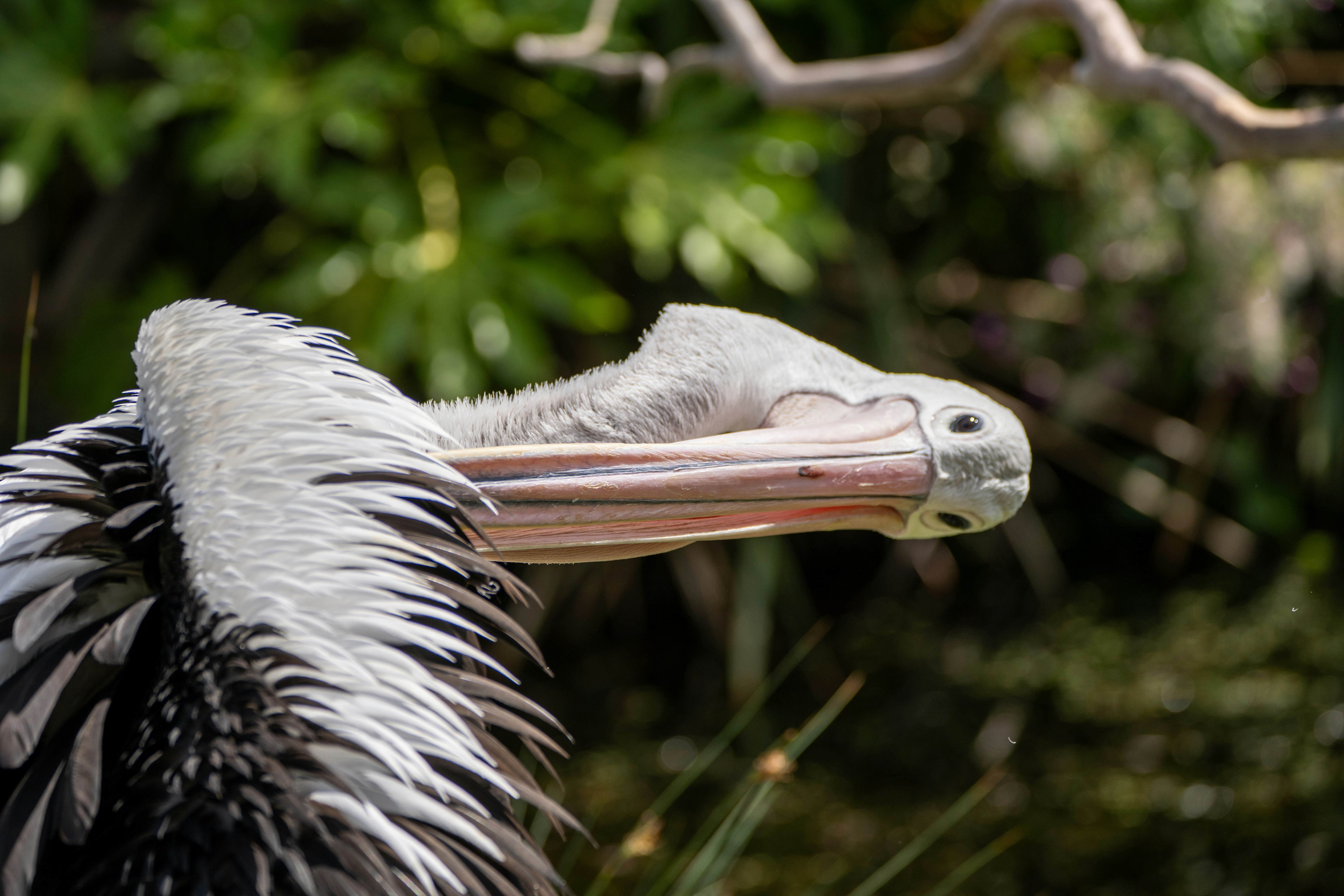 A Gentle Gaze: Close-up of a Pelican in Focused Calm