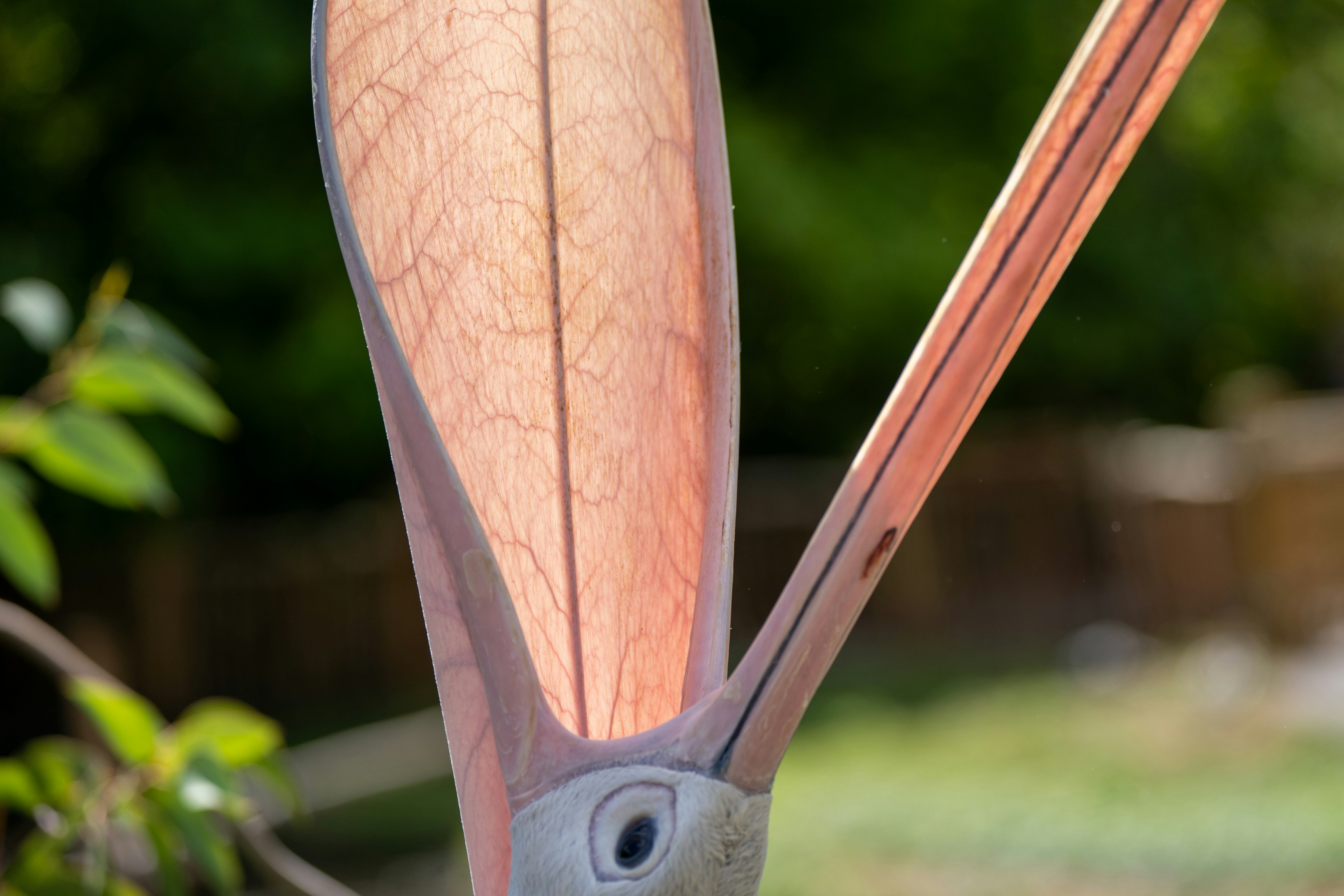 Close-Up of a Bunny Ear in Soft Focus Garden Light