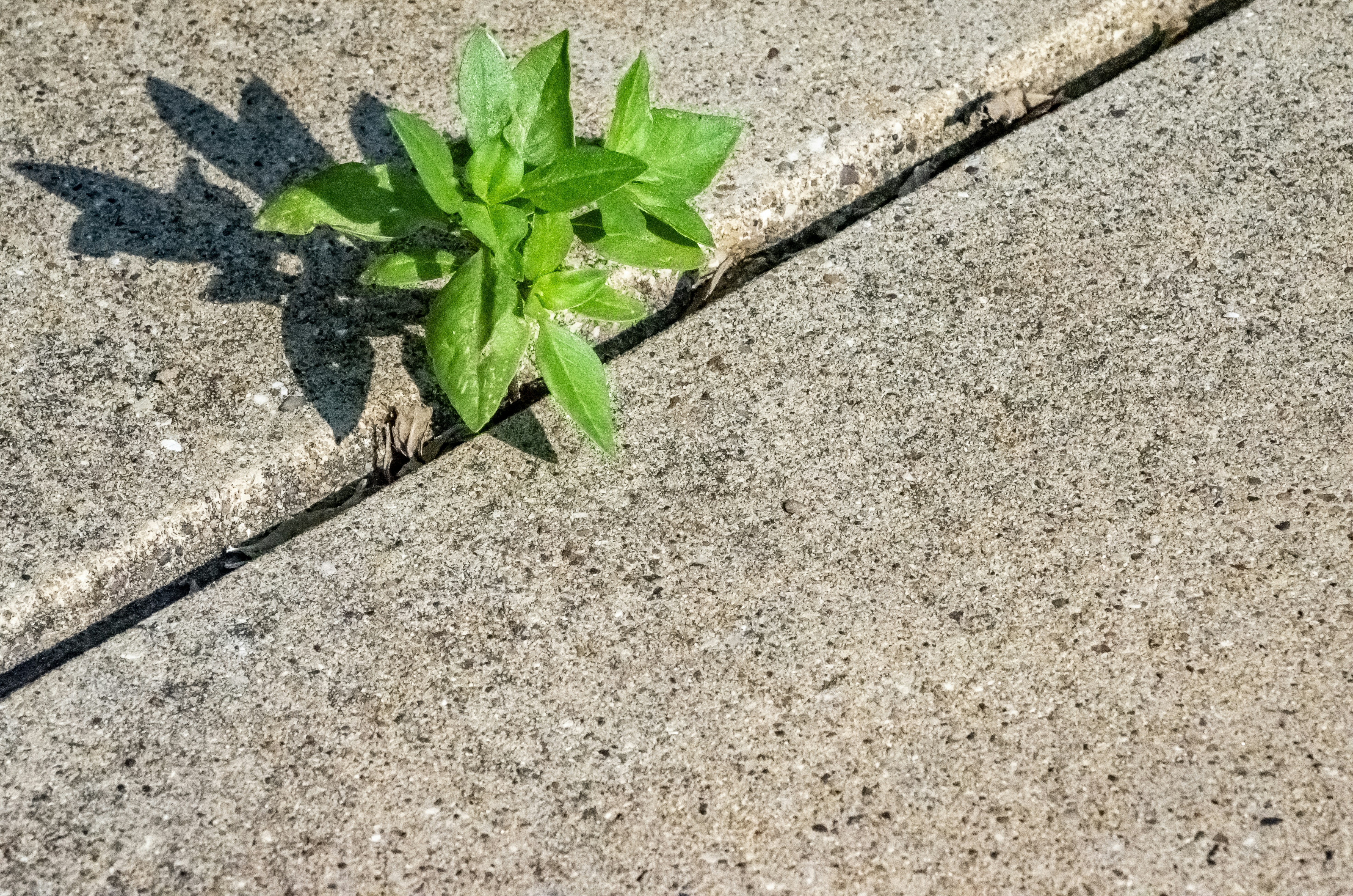 A stubborn sprout breaches a sunlit crack in the sidewalk