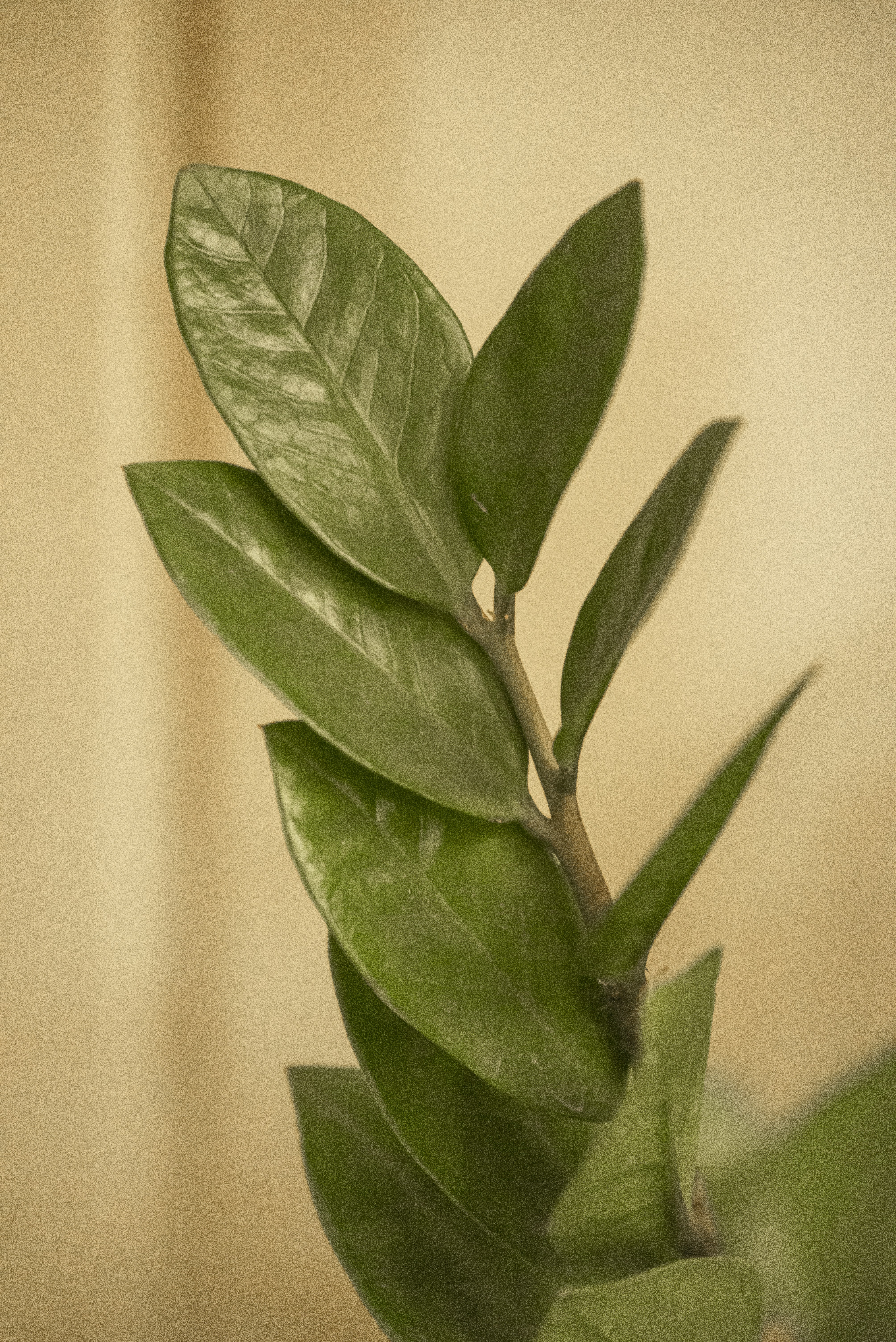 Close-up of a glossy green plant stem with layered leaves