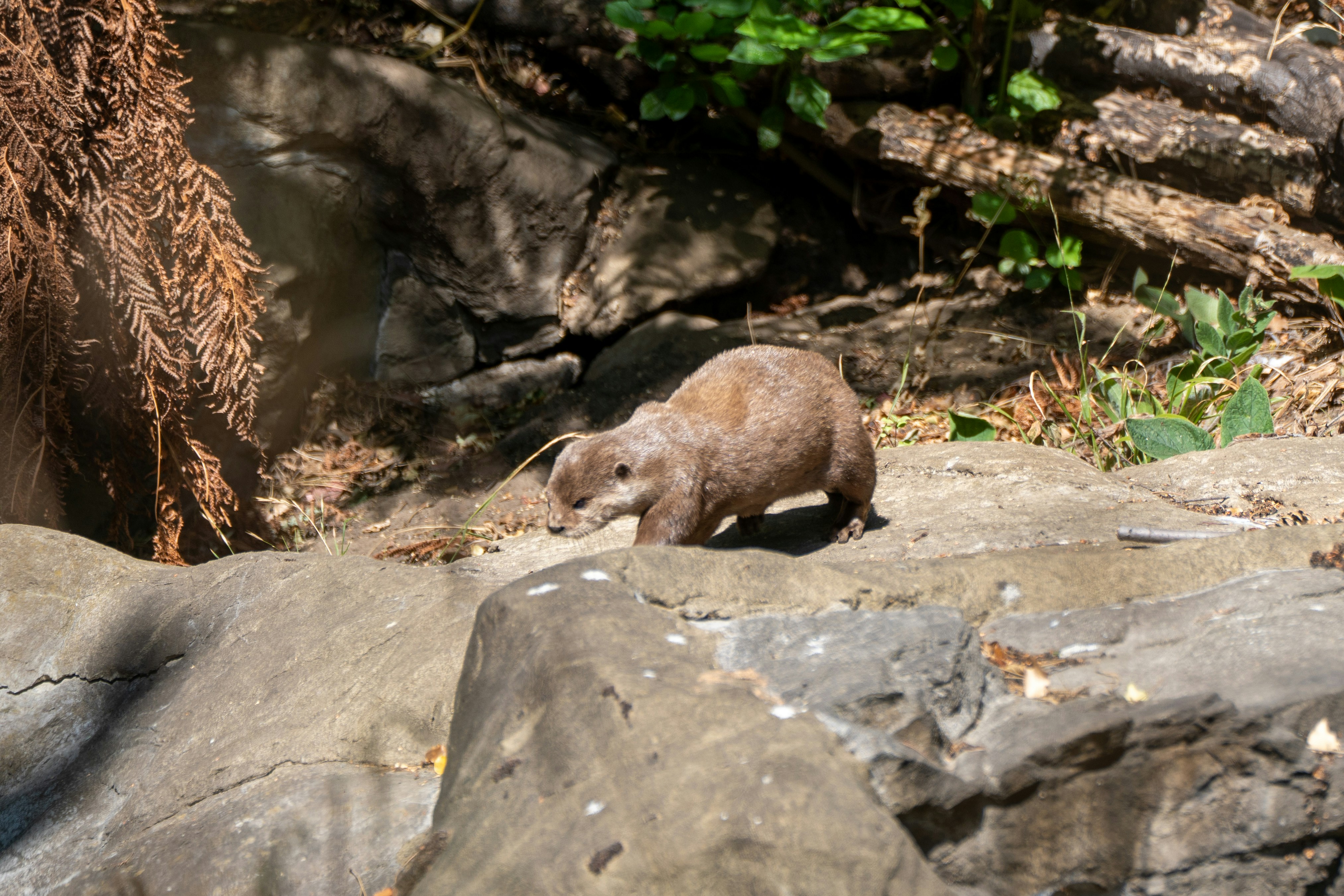 Rocky Forager: A Small Brown Mammal Navigates the Shaded Creek Bed