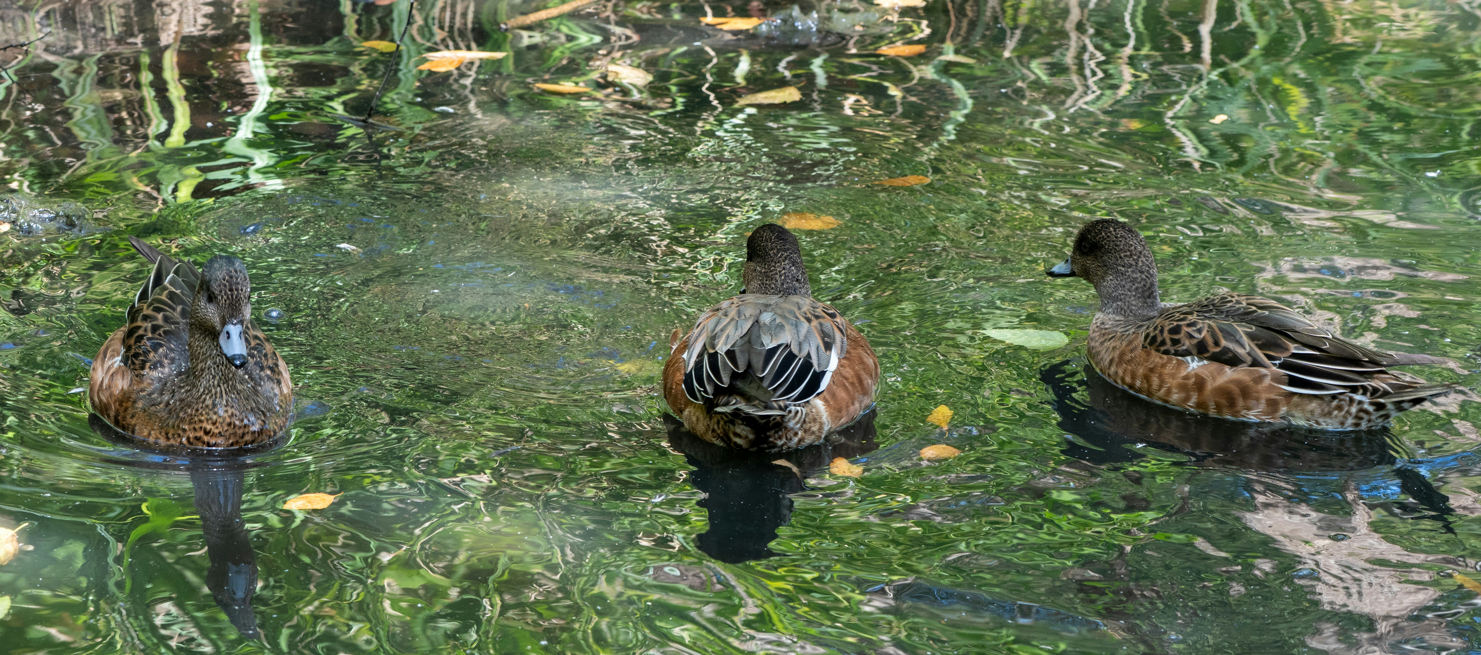 Three Ducks Resting in a Reflective Pond