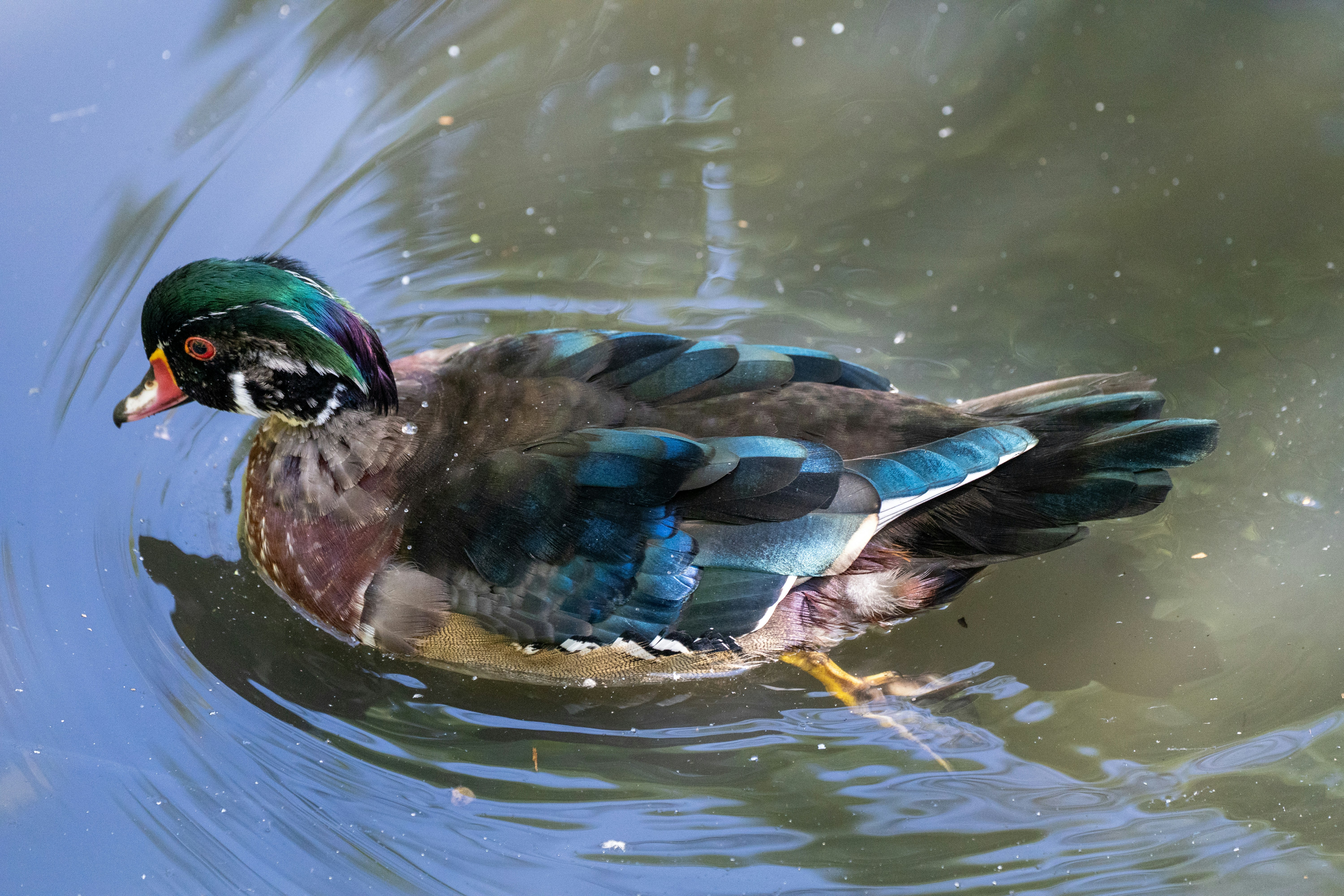 Emerald Crest: A Mallard Gliding Through Mirror-Like Ripples
