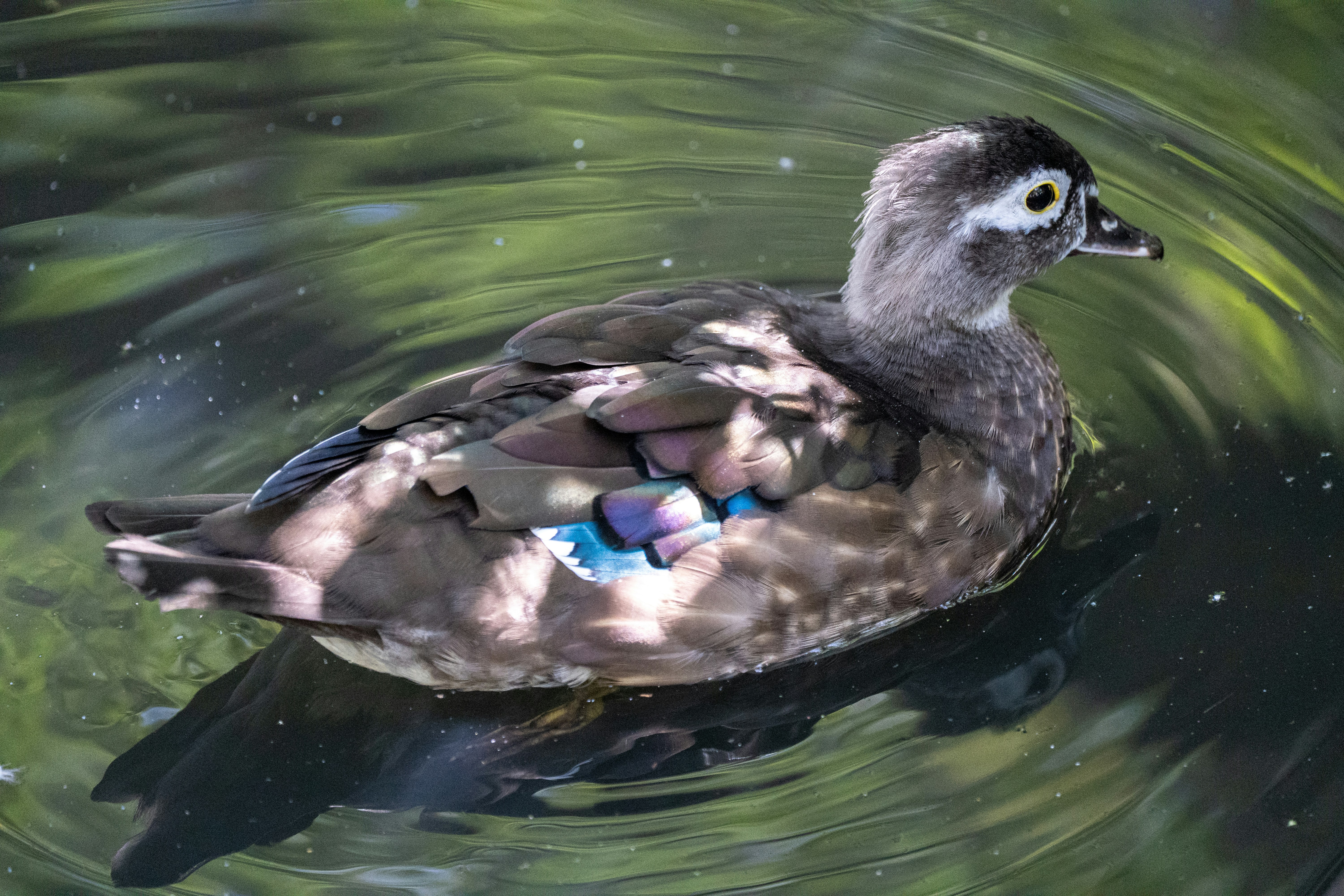 Whisper on the Pond: A Close View of a Pacific Black Duck